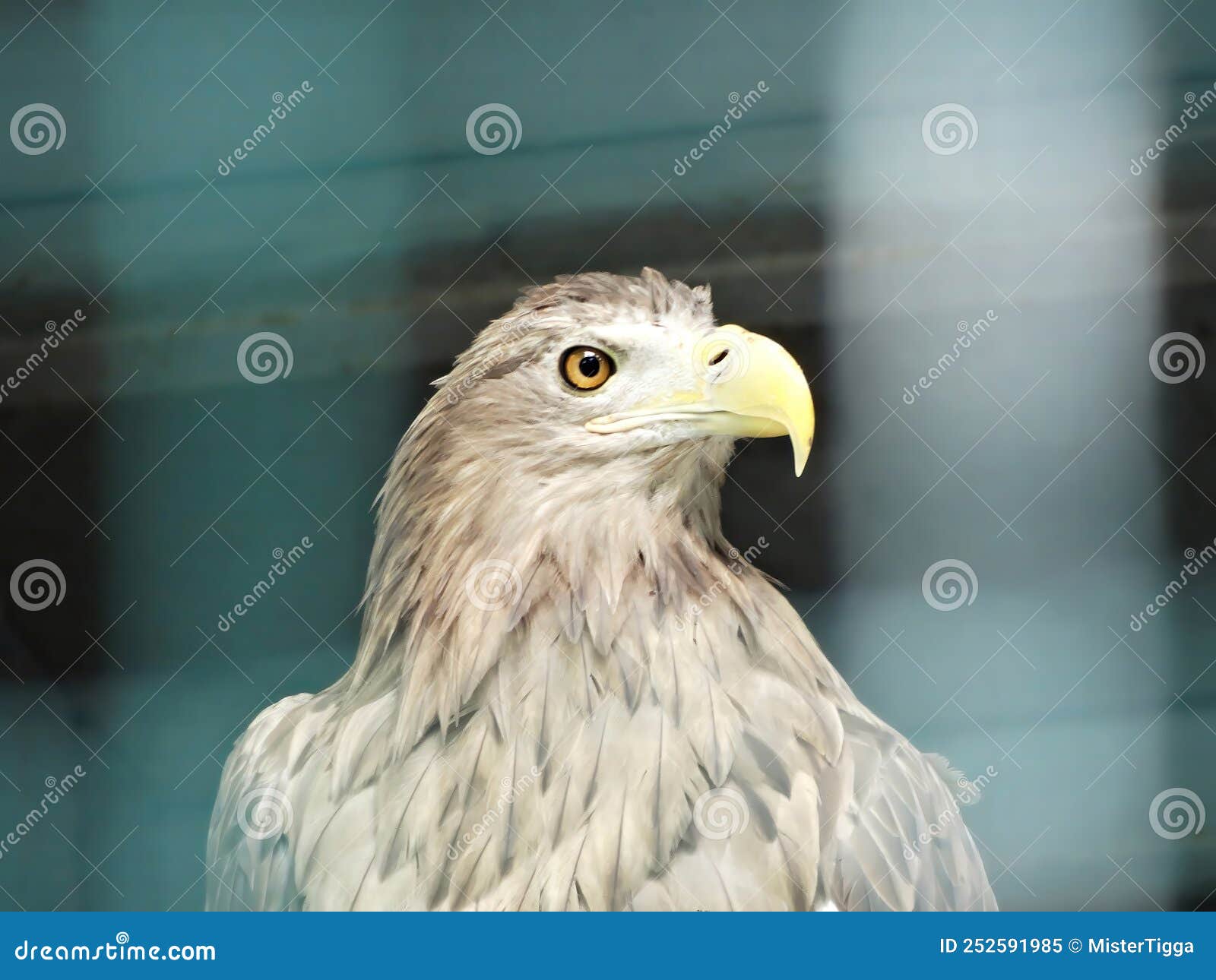 Bald Eagle in the Cage Portrait Close Up View Stock Image - Image of ...