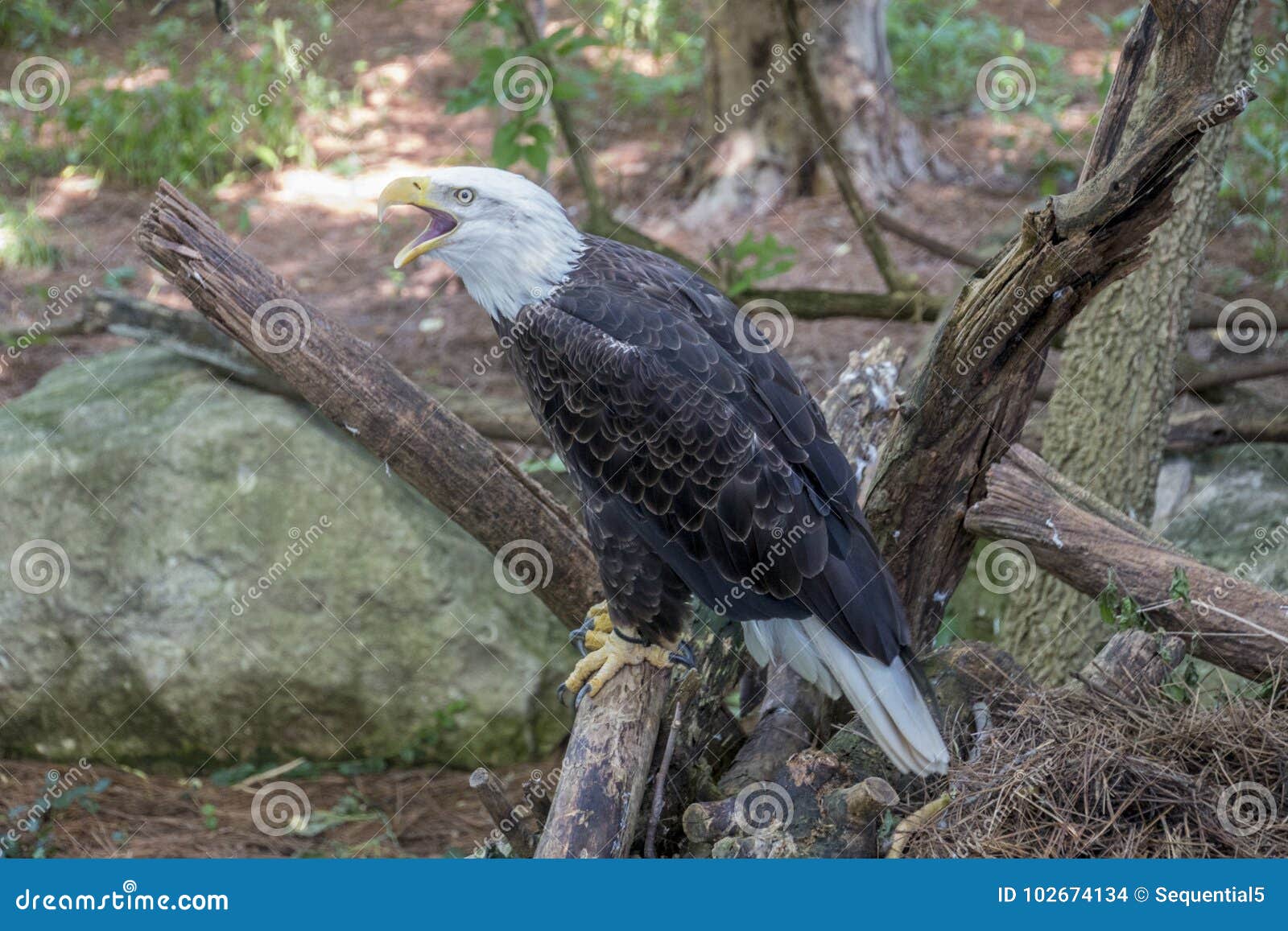 Bald eagle call stock photo. Image of eagle, white, raptor - 102674134