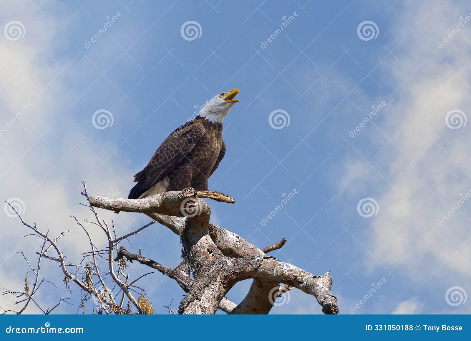 Bald Eagle Calling Out from a Tree Stump Stock Photo - Image of stump ...