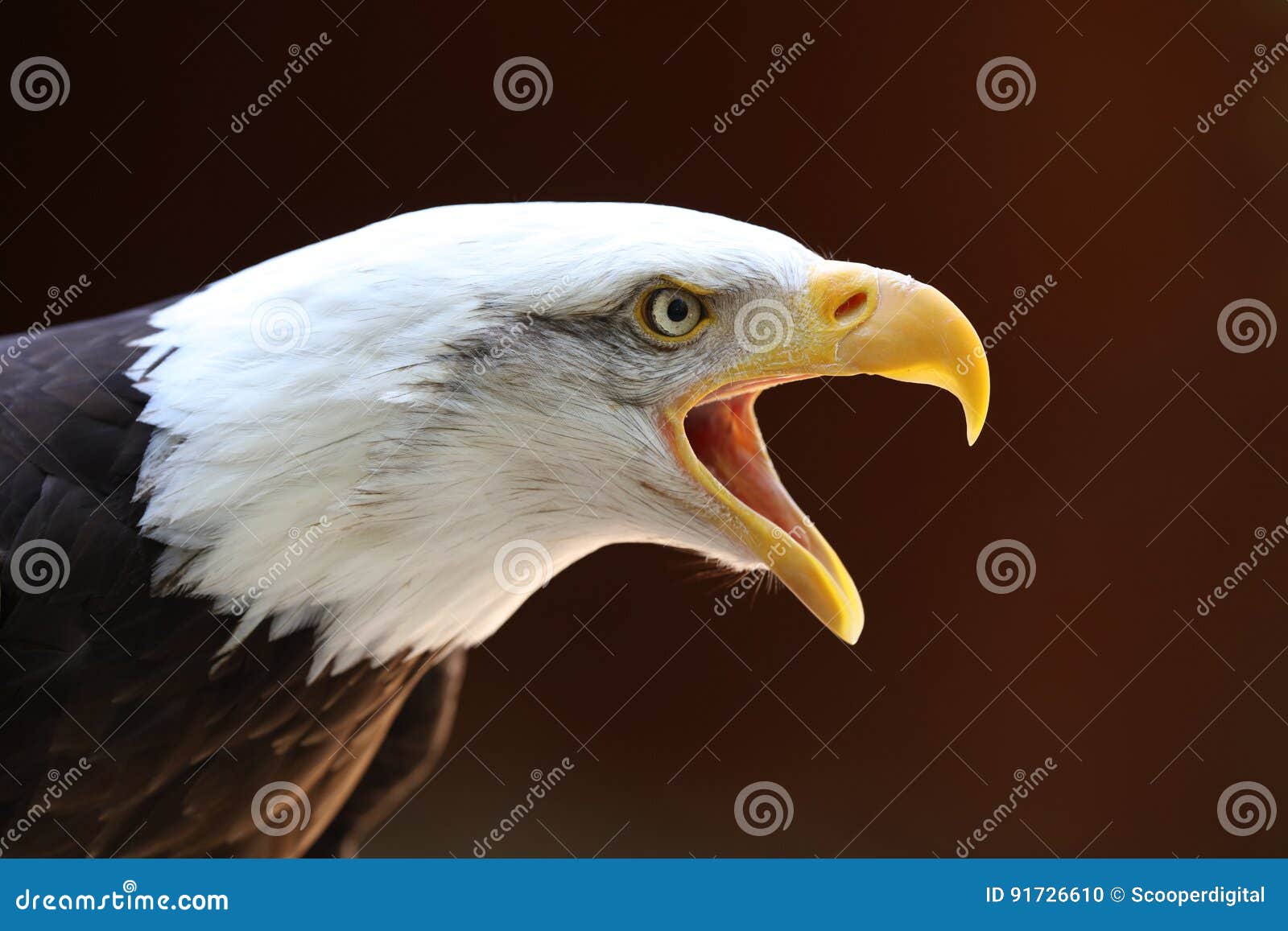 Bald Eagle calling stock photo. Image of white, america - 91726610