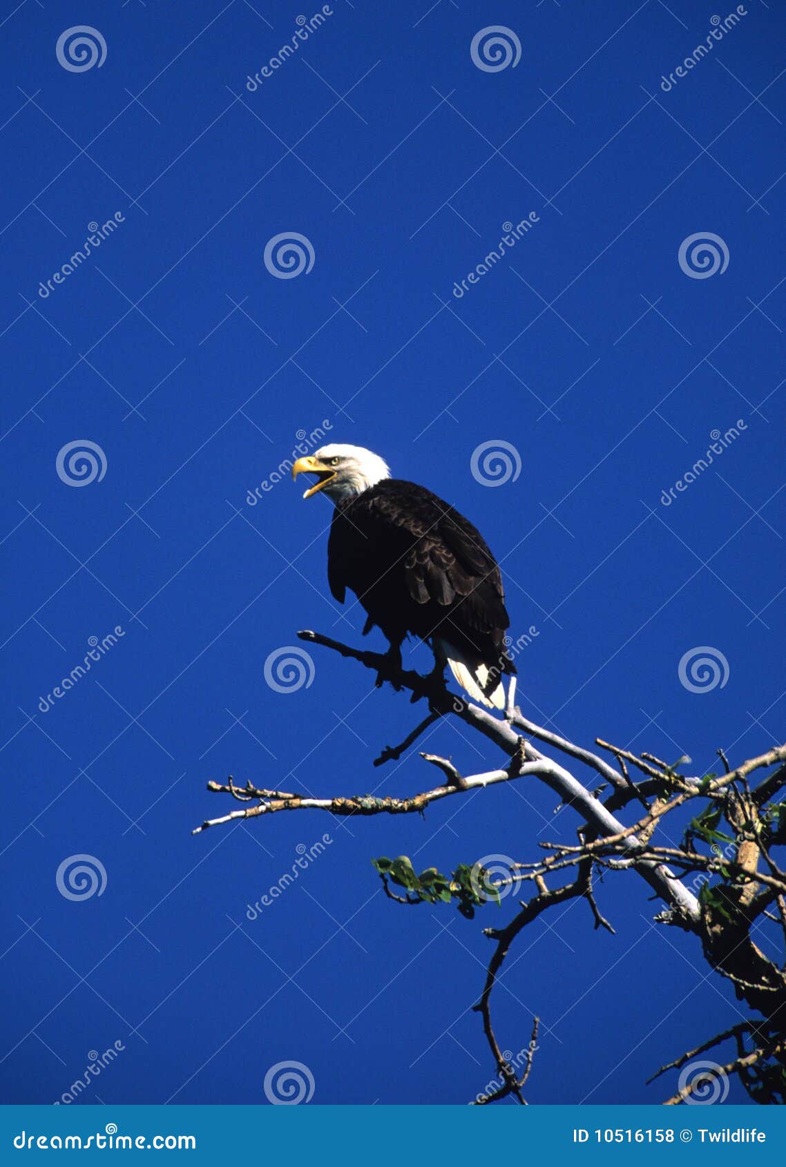 Bald Eagle Calling from Tree Stock Photo - Image of raptor, prey: 10516158
