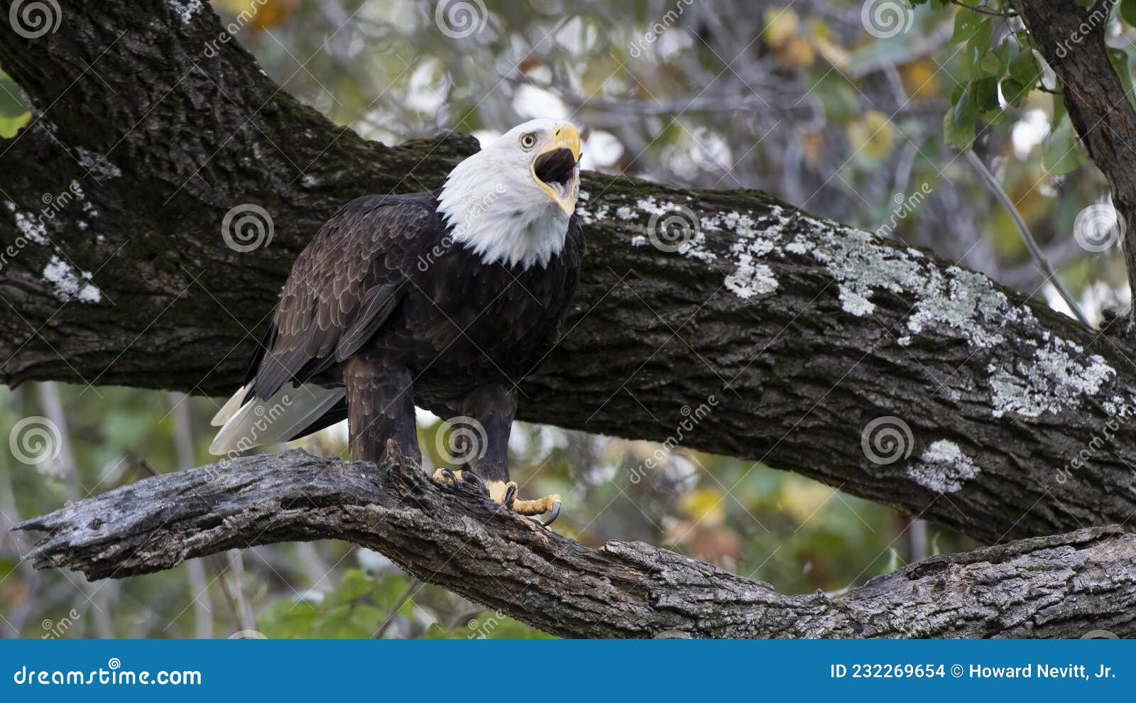 Bald Eagle Calling from Tree Top Stock Photo - Image of limb, nature ...
