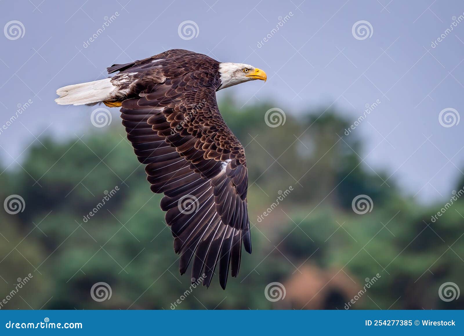 Bald Eagle Captured in Midflight Flying Low Over the Ground Stock Image ...