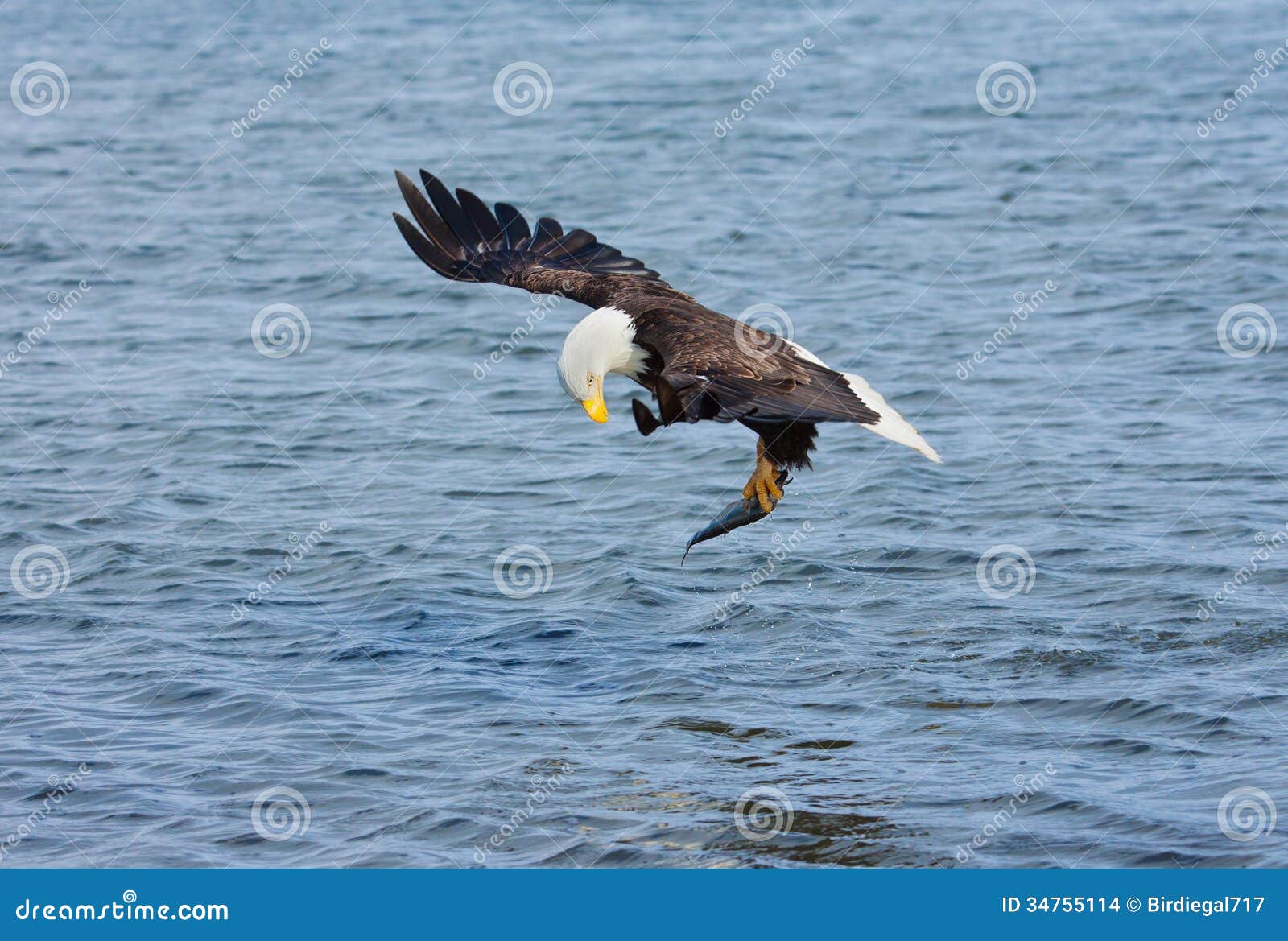 Bald Eagle Catching Fish, Alaska, USA Stock Photo - Image of animal ...