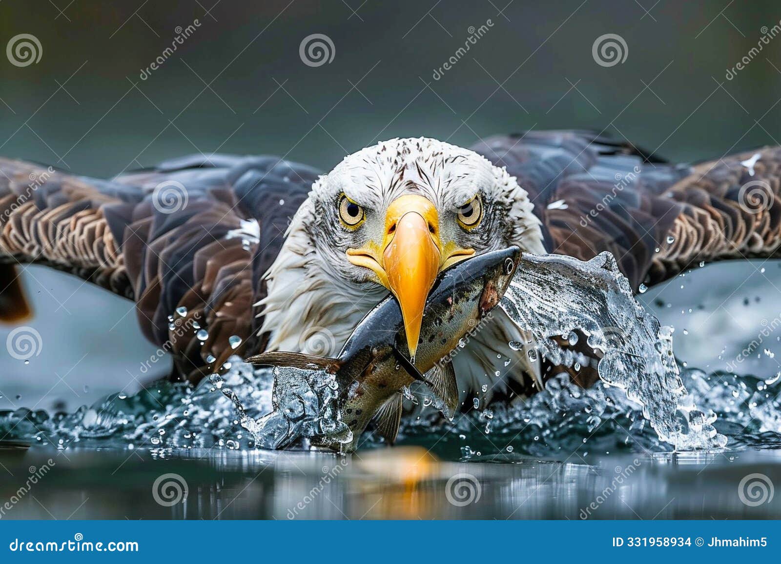Bald Eagle Catching Fish stock illustration. Illustration of close ...