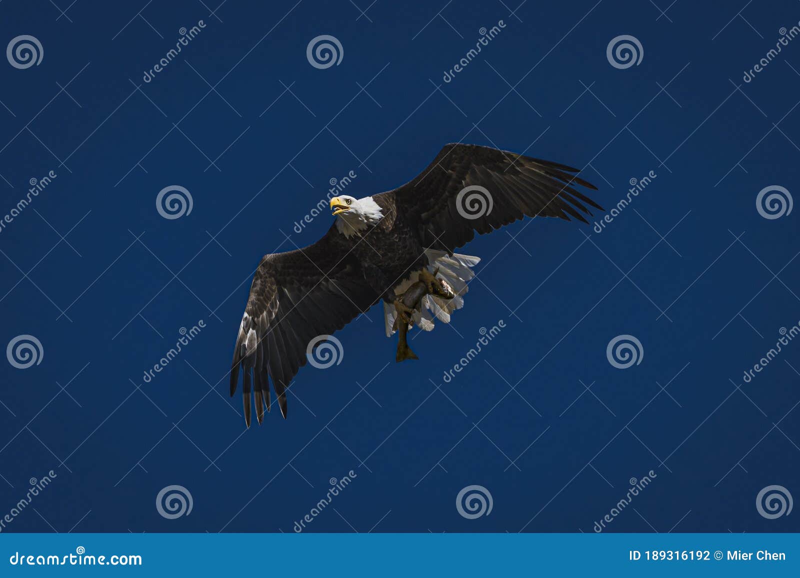 Bald Eagle catching fish stock photo. Image of national - 189316192
