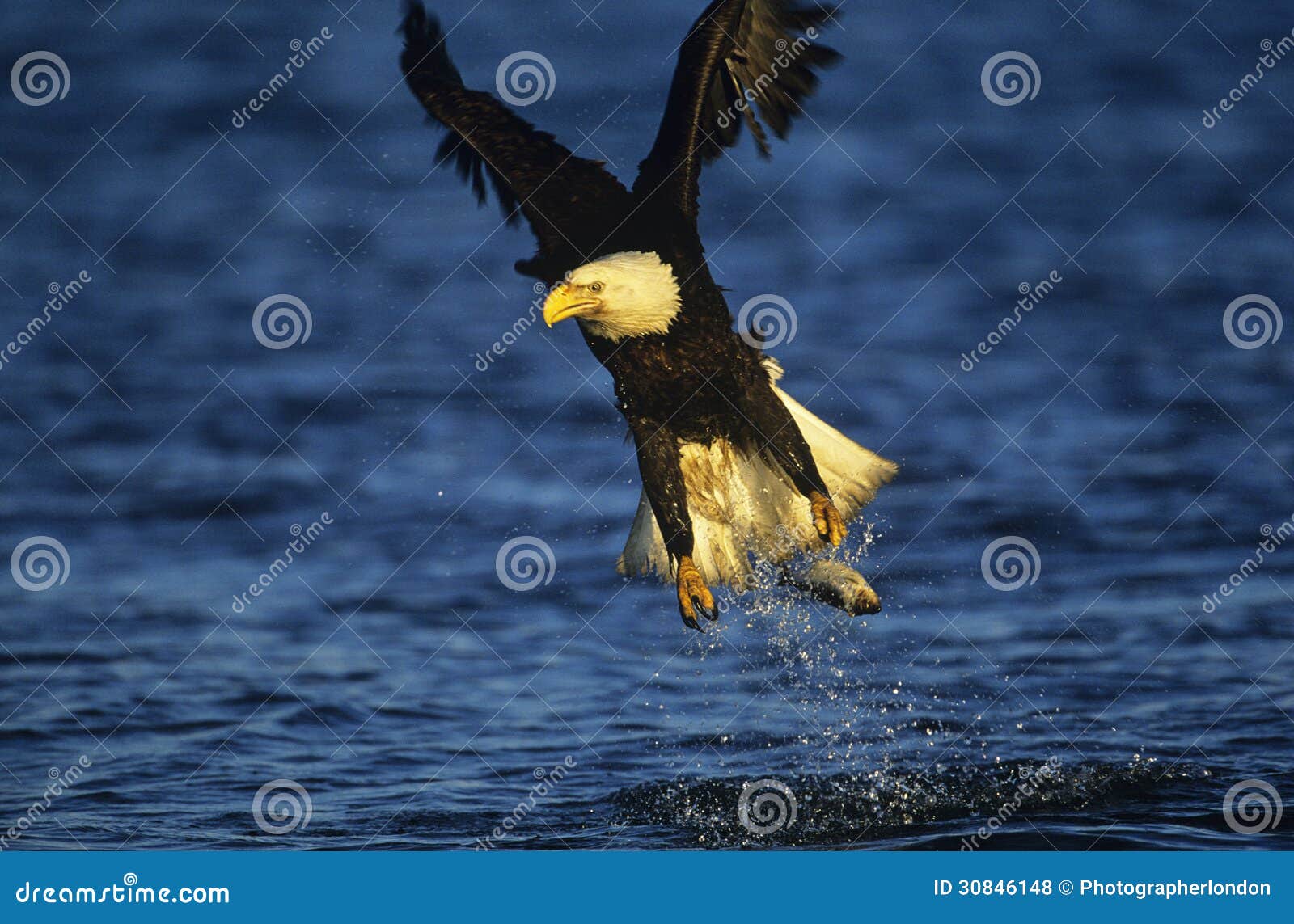Bald Eagle Catching Fish in River Stock Photo - Image of motion, prey ...