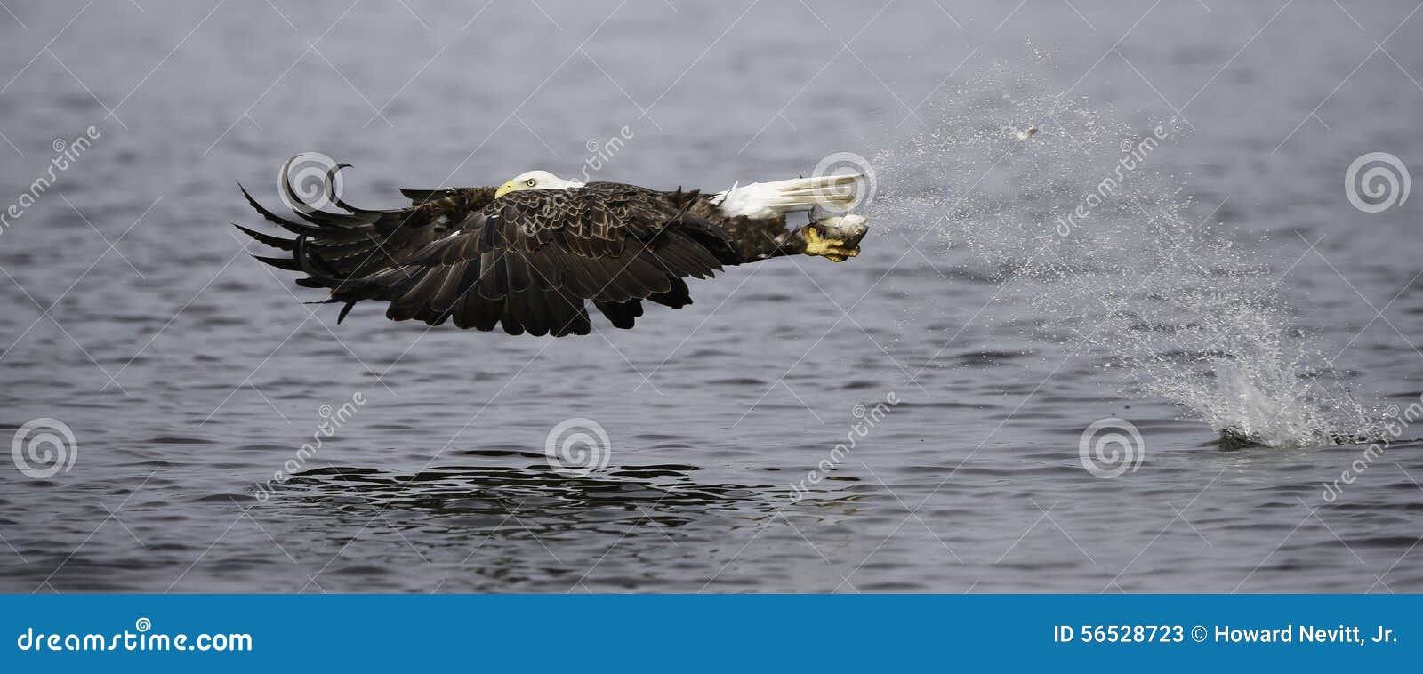 139 Bald Eagle Swooping Stock Photos - Free & Royalty-Free Stock Photos ...