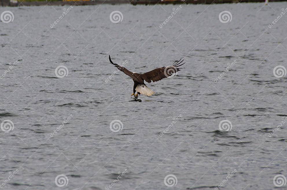 Bald Eagle catching prey stock photo. Image of seabird - 250942742