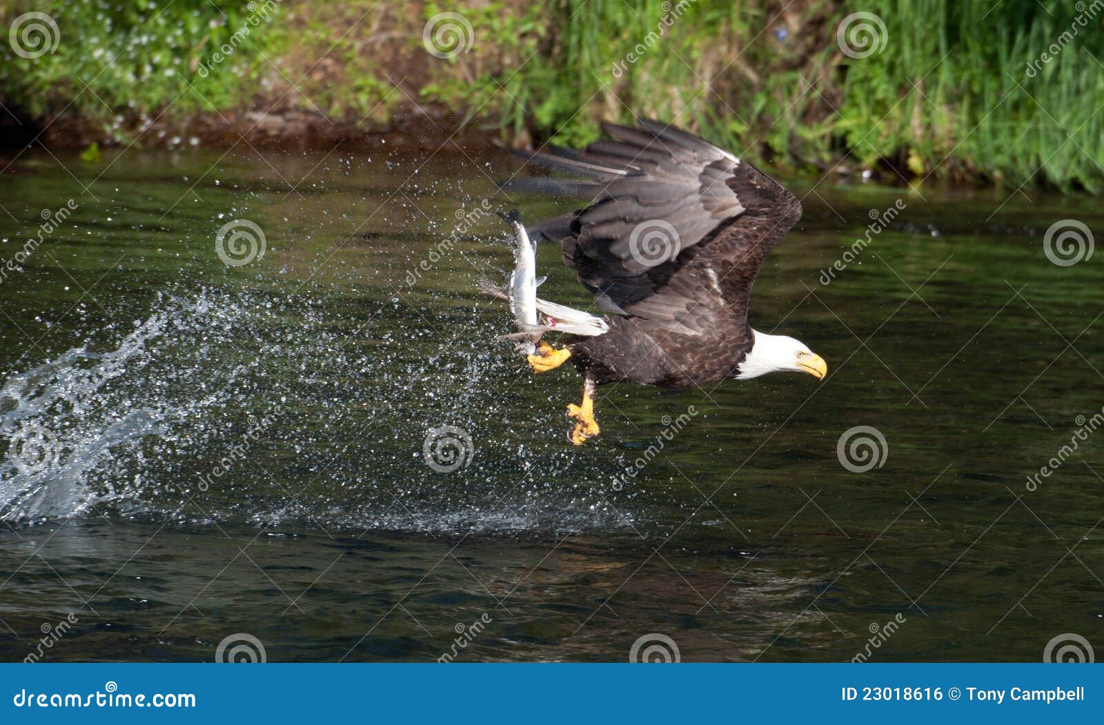 Bald eagle catching salmon stock photo. Image of katmai - 23018616
