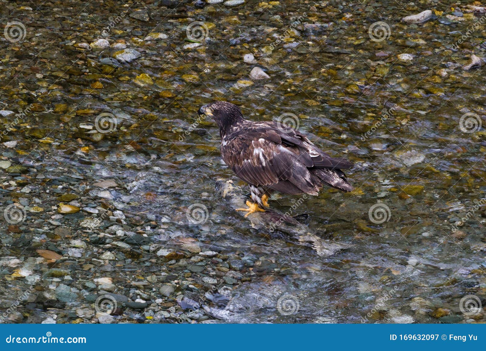 Bald eagle catching salmon stock image. Image of fish - 169632097
