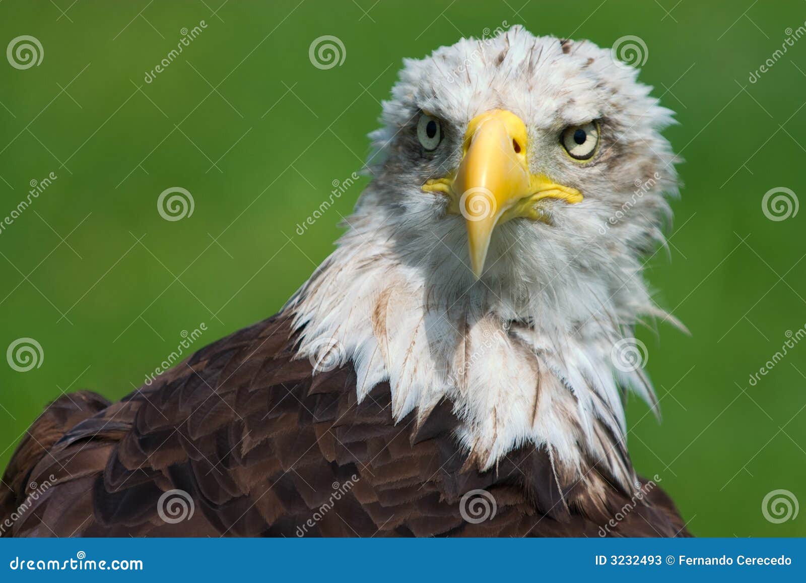 Bald Eagle close-up stock image. Image of alaska, wing - 3232493