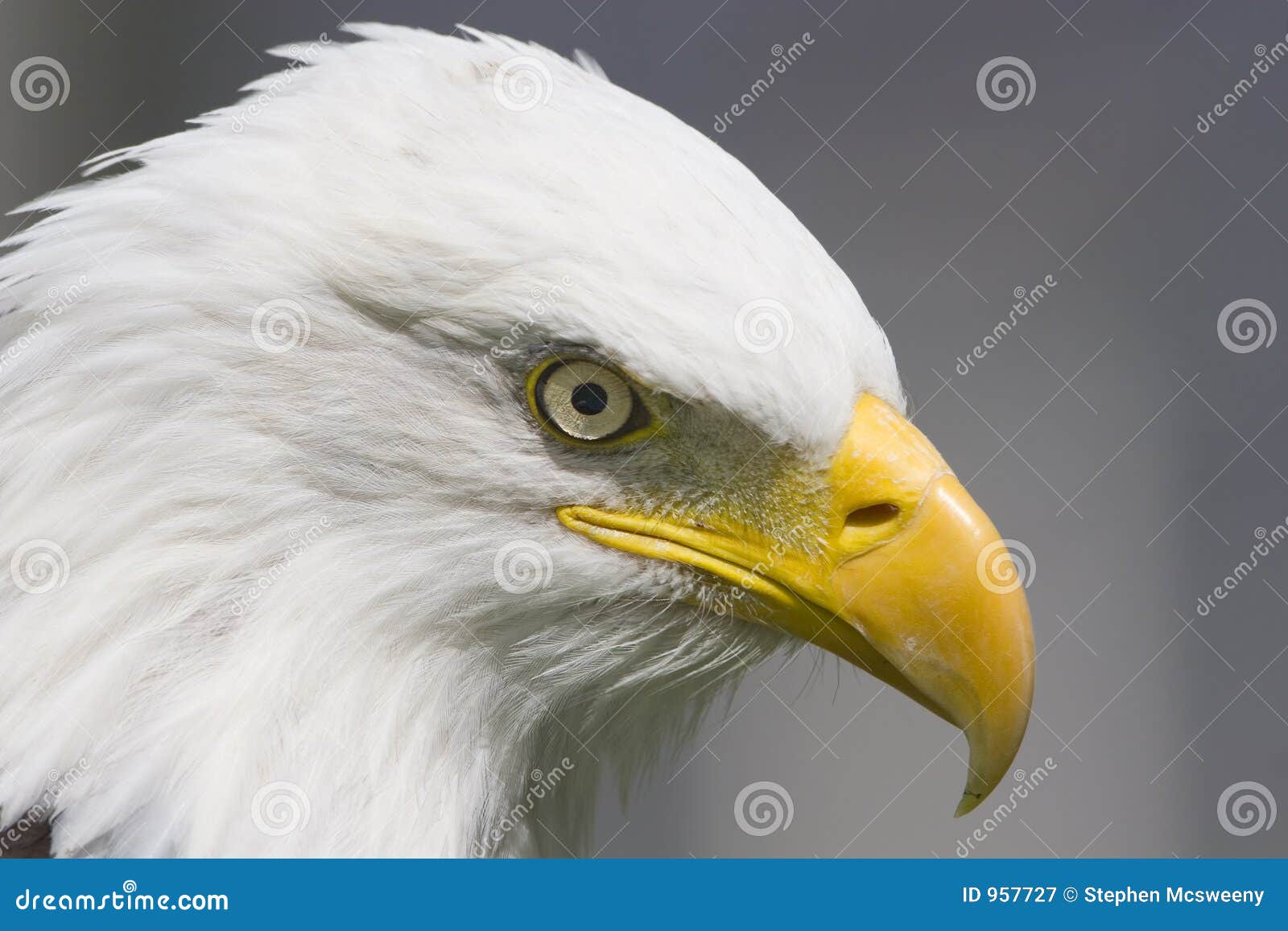 Bald eagle close-up stock image. Image of yellow, raptors - 957727