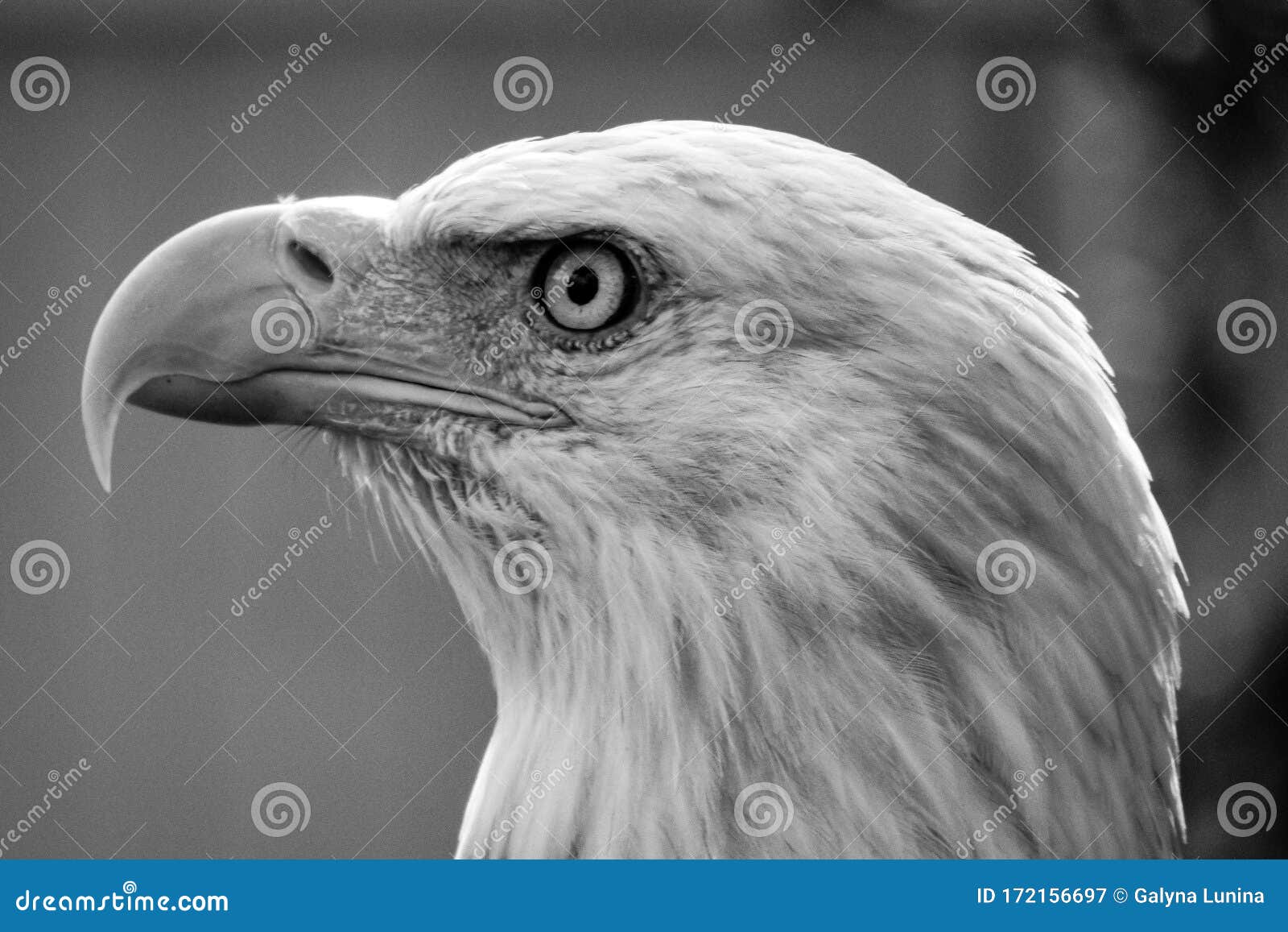 Bald eagle close up stock image. Image of bald, eagle - 172156697