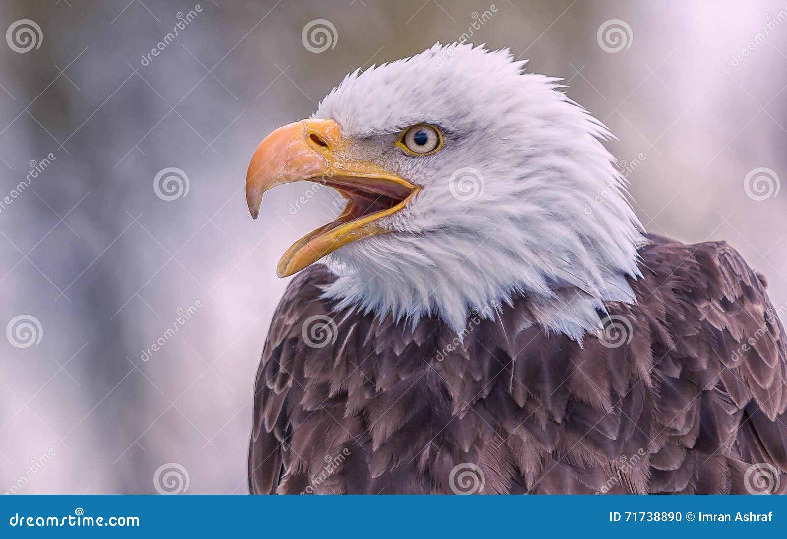 Bald Eagle stock photo. Image of wild, raptor, close - 71738890