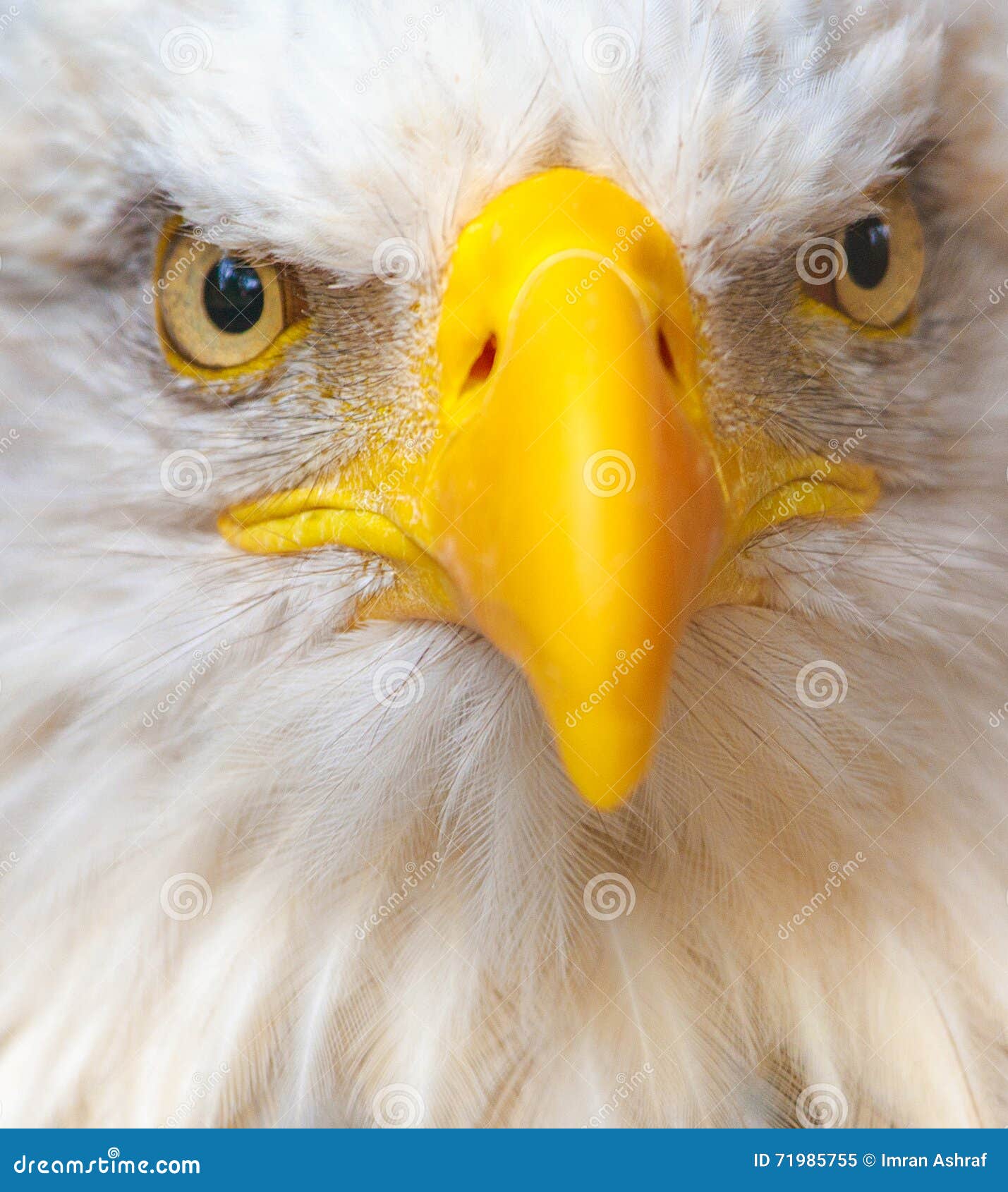 Bald Eagle stock image. Image of black, white, eagle - 71985755