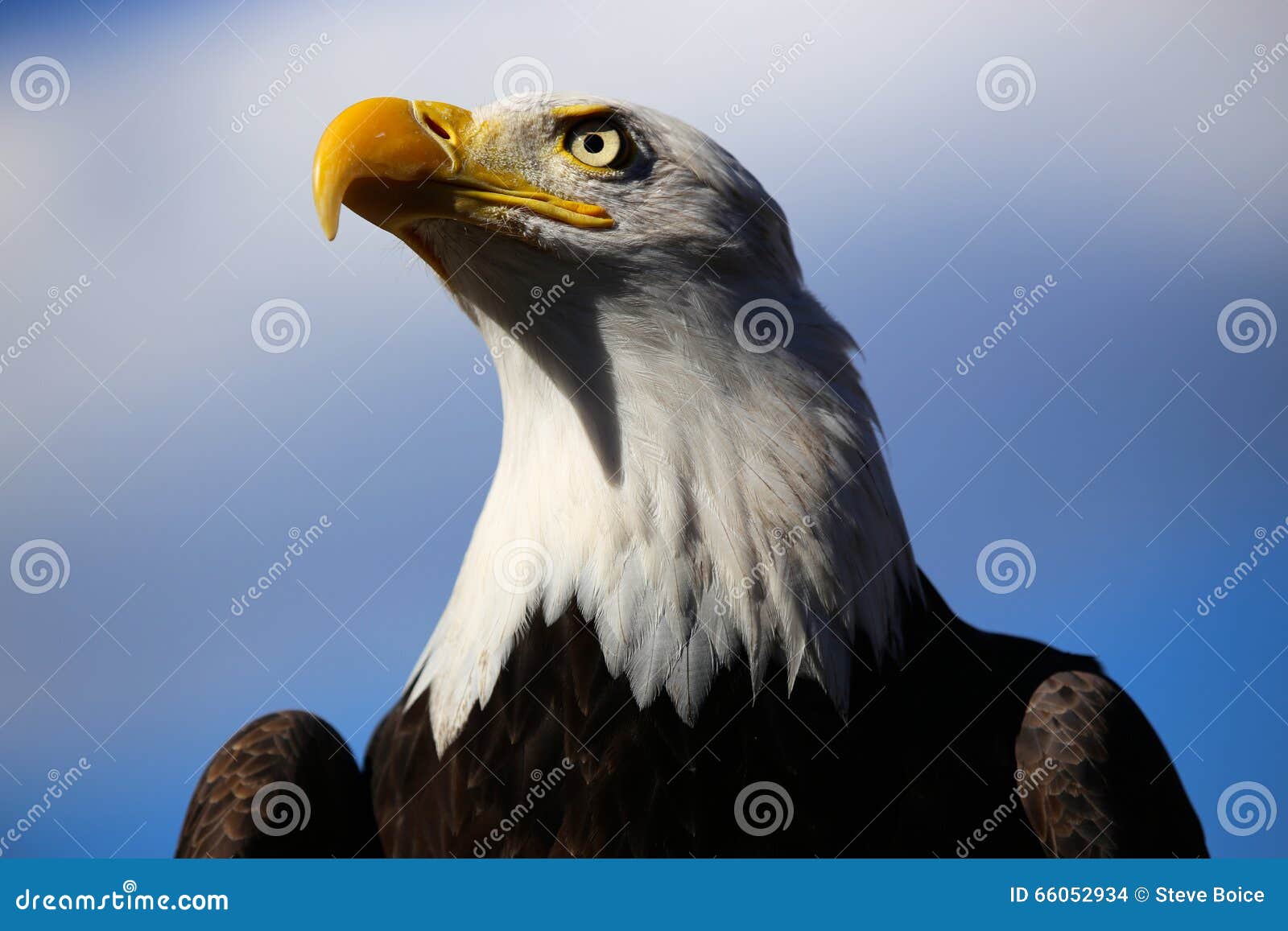 Bald Eagle Close Up stock photo. Image of bald, american - 66052934