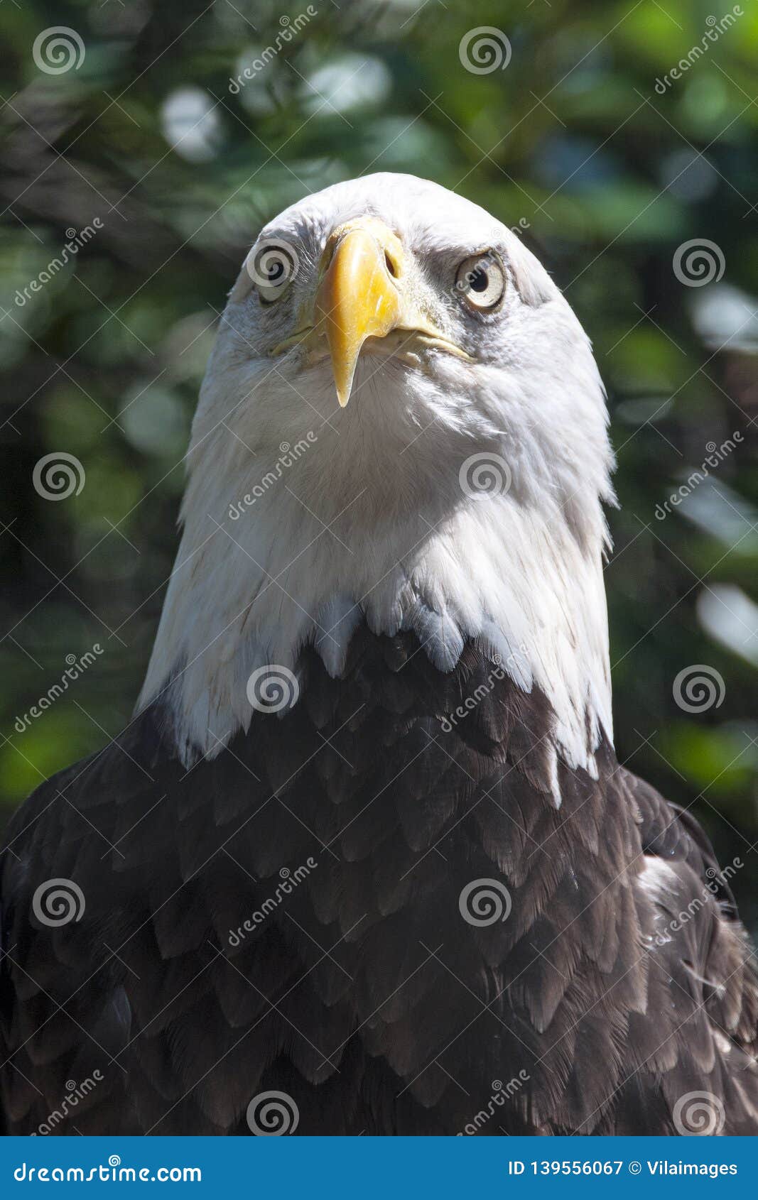 Bald Eagle close up. stock image. Image of haliaeetus - 139556067