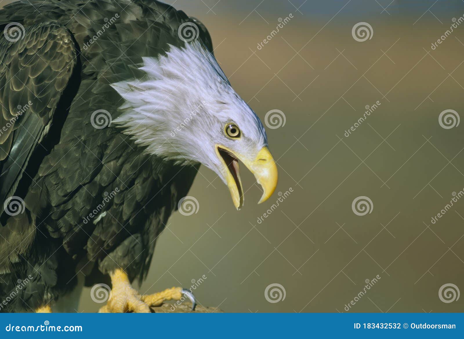 Bald eagle close up stock photo. Image of close, bald - 183432532