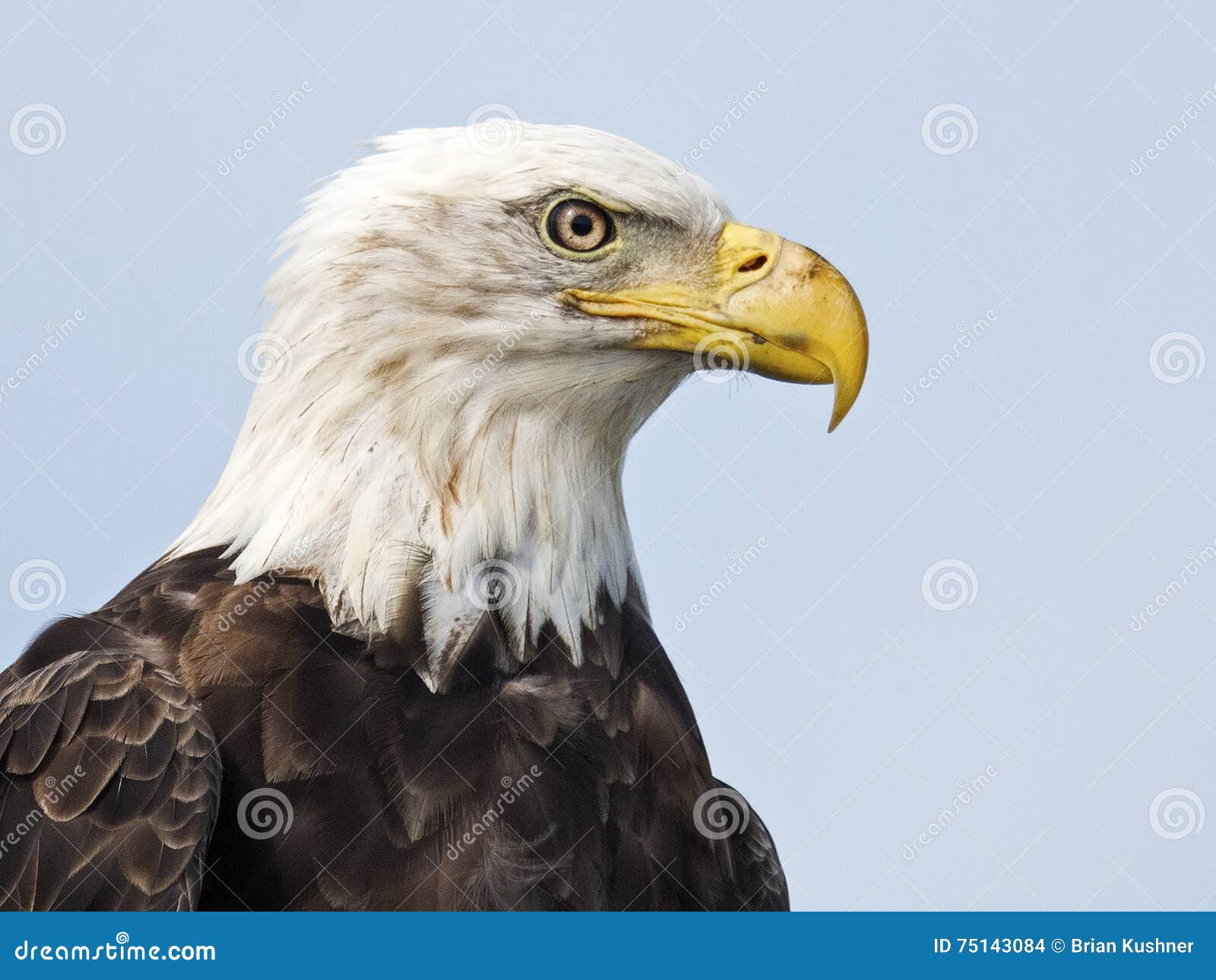 Bald Eagle Close up stock photo. Image of leucocephalus - 75143084