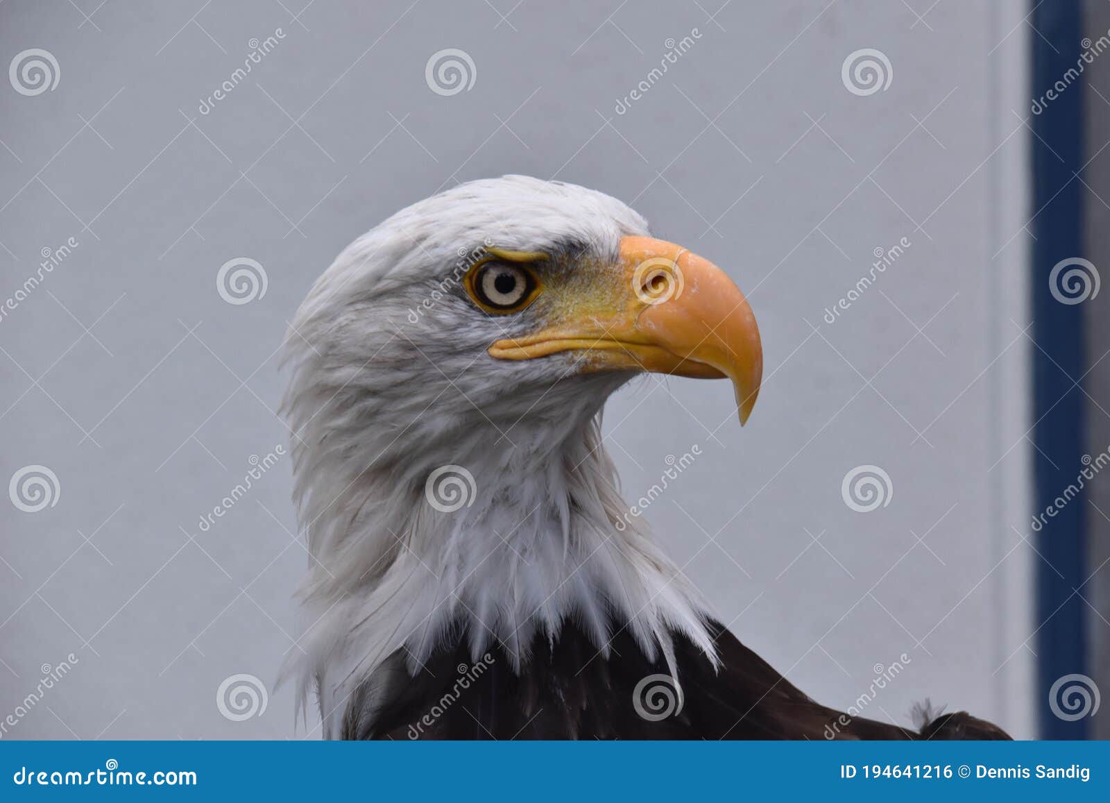 Bald Eagle Close Up Portrait Stock Photo - Image of cloud, blue: 194641216