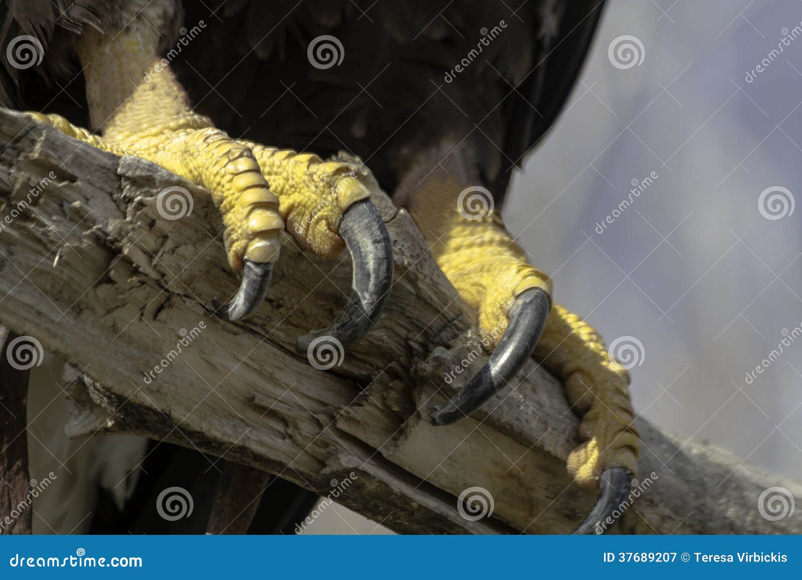 Bald Eagle stock image. Image of headed, majestic, bless - 37689207