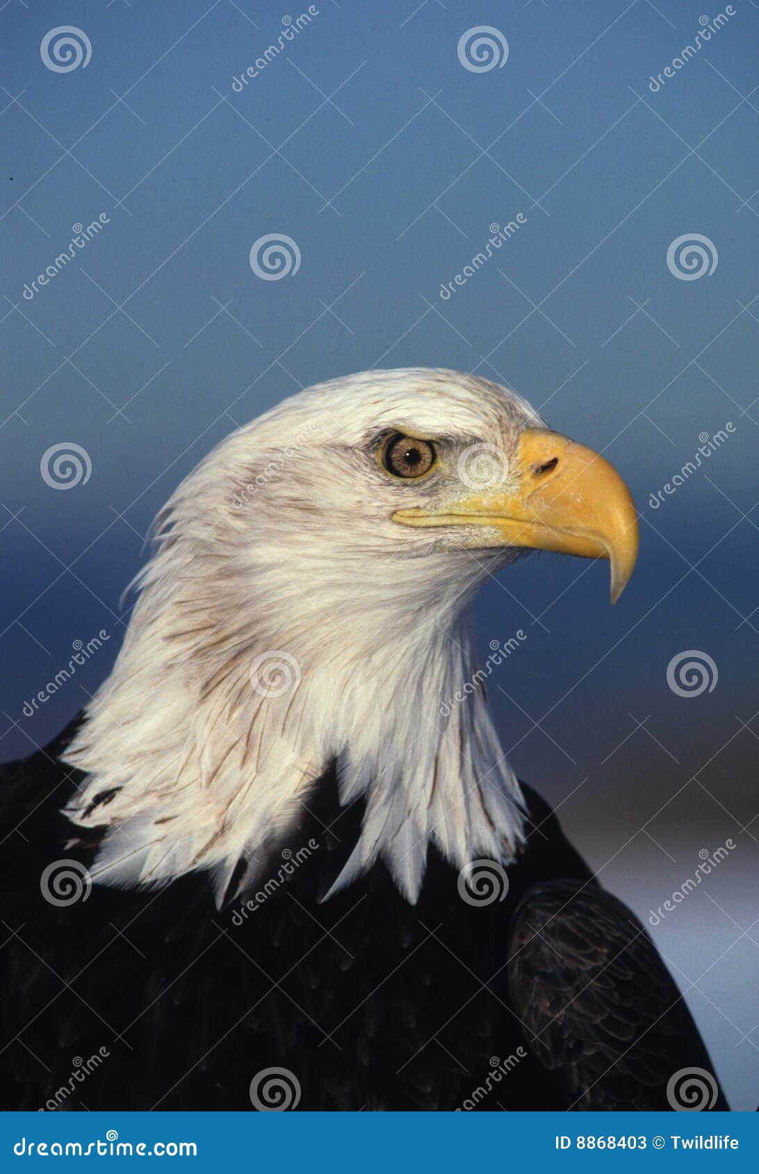 Bald Eagle Closeup stock image. Image of nature, eagle - 8868403