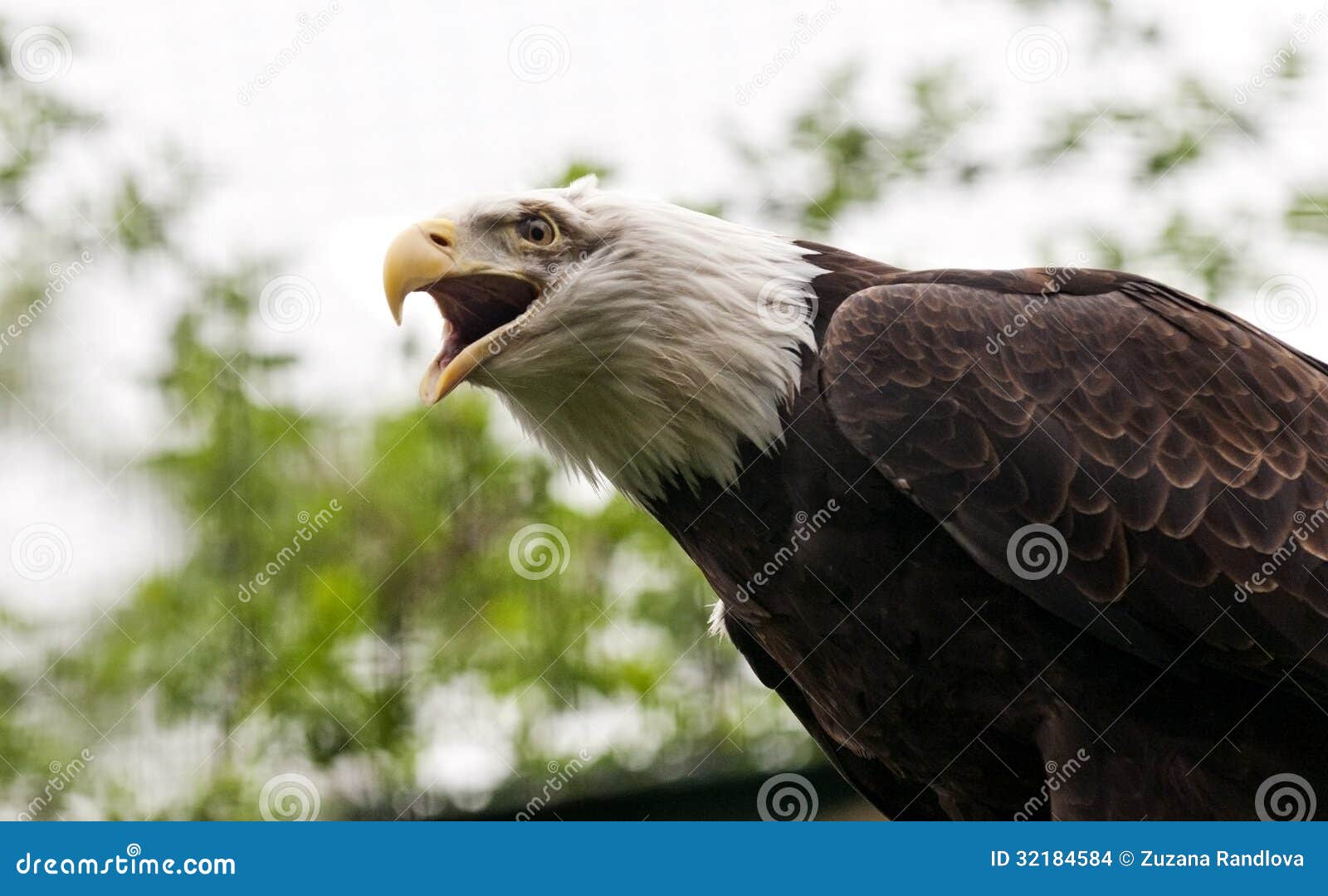 Bald Eagle stock photo. Image of largest, national, head - 32184584