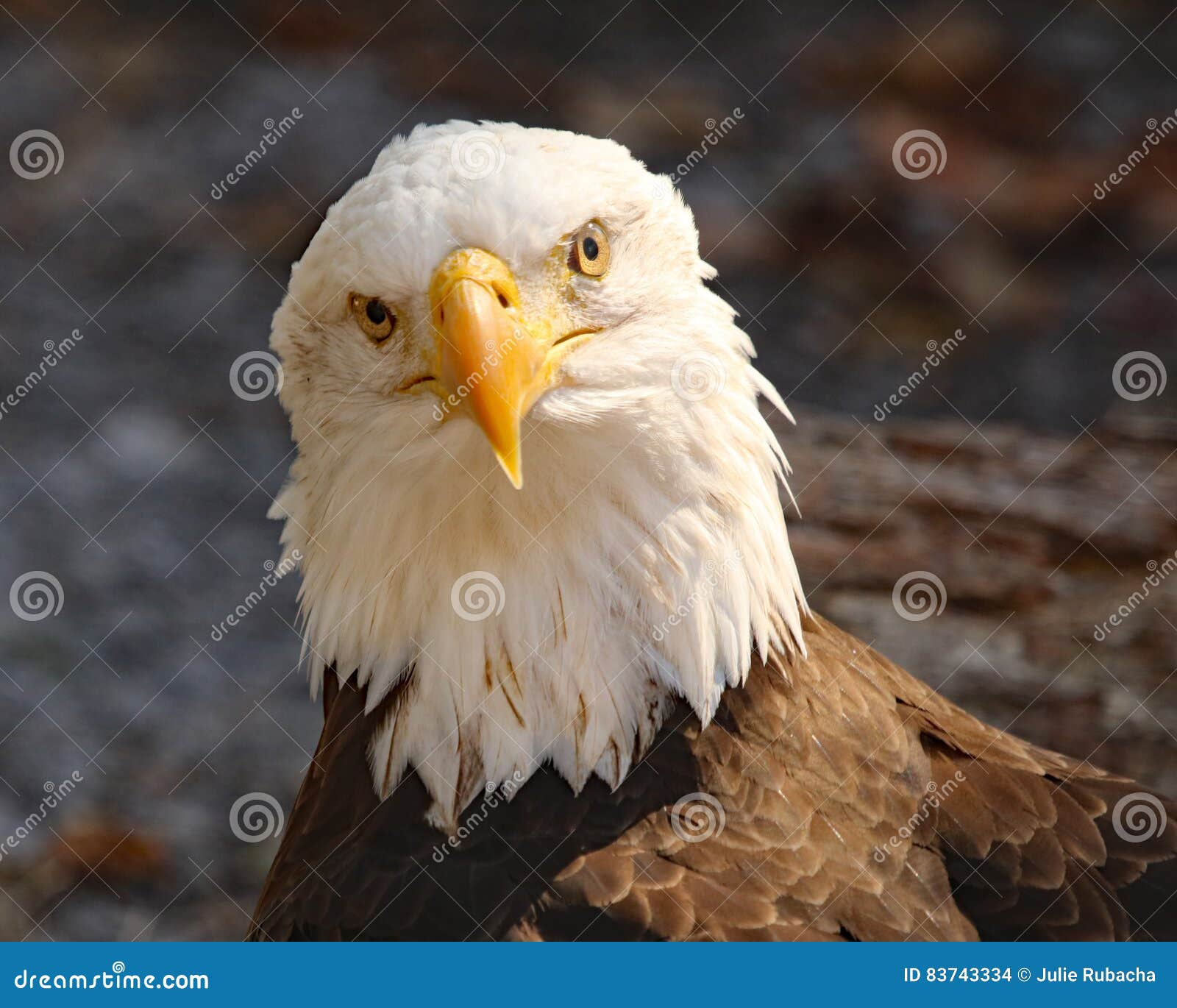 Bald Eagle closeup stock photo. Image of bald, feathers - 83743334
