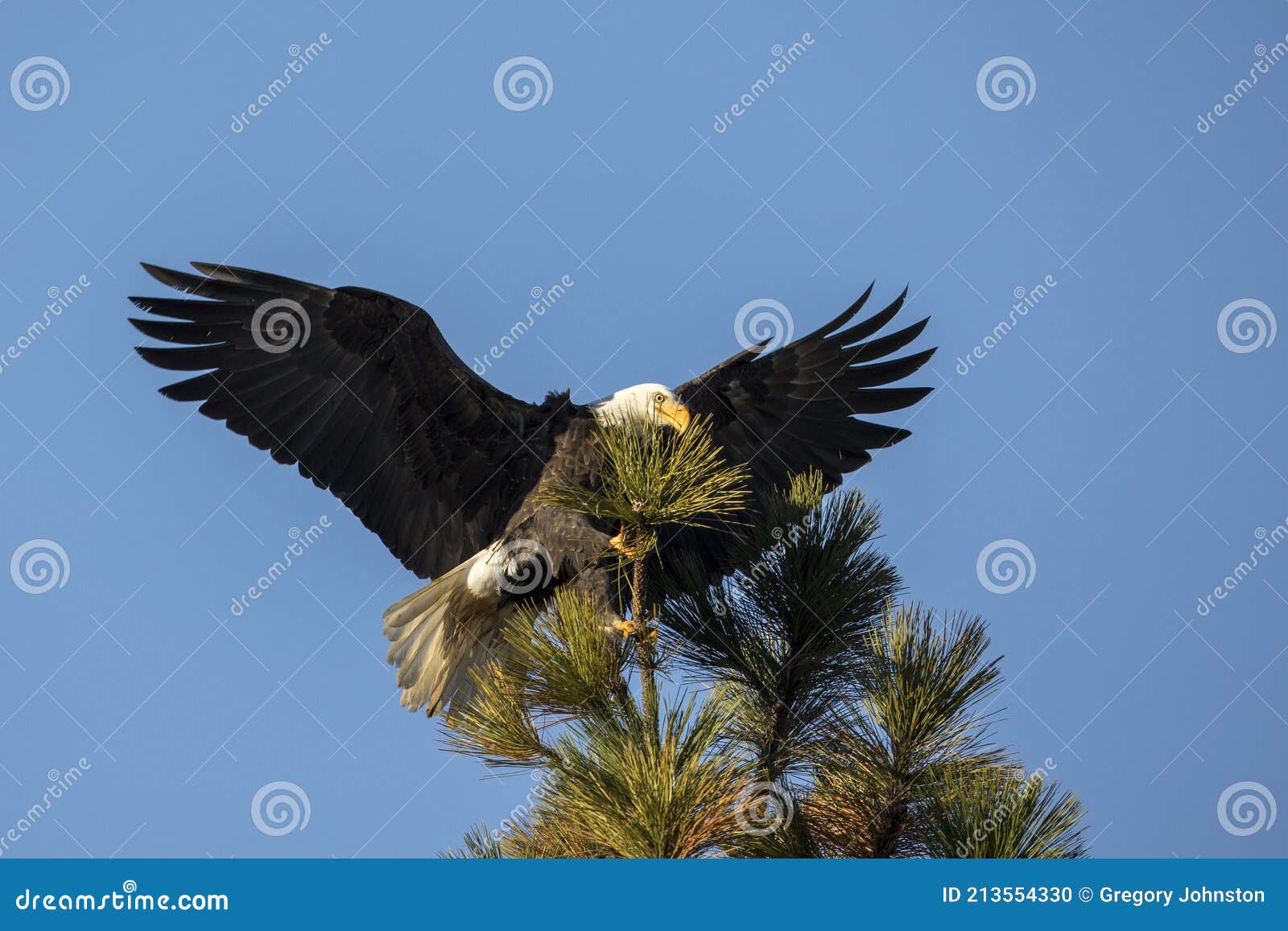 Bald Eagle Just Landing on a Tree Stock Photo - Image of alene, beak ...