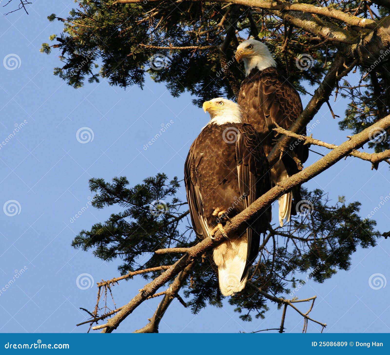 Bald eagle couple stock image. Image of eagles, bald - 25086809
