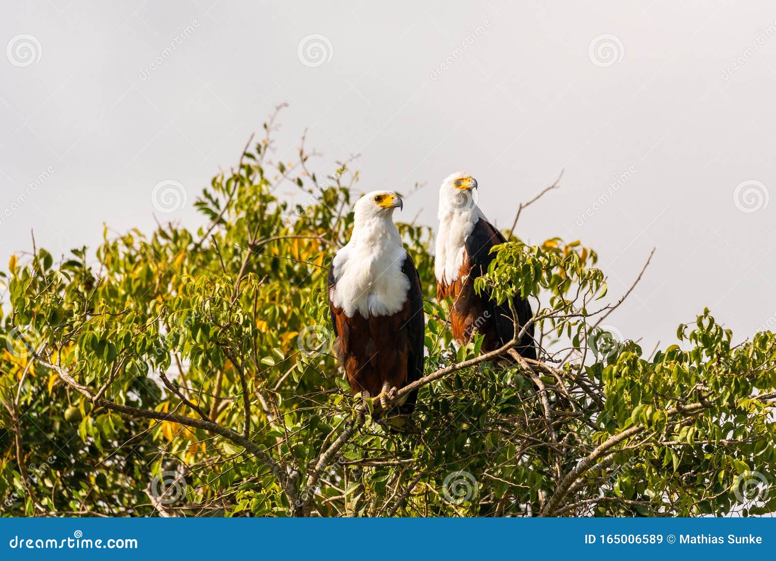 A Bald Eagle Couple Sitting Up in a Treetop Stock Image - Image of cute ...