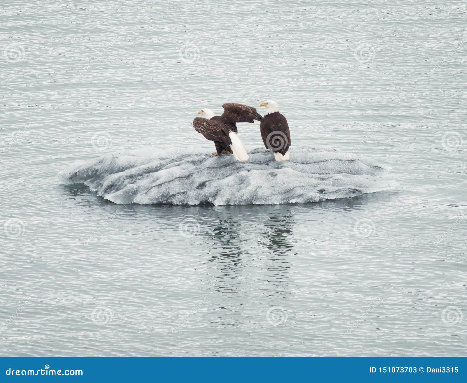 Bald Eagle Couple Standing on Floating Ice in Alaskan Waters Stock ...