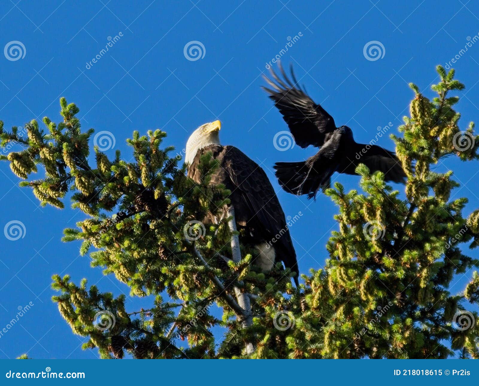 Bald Eagle and crow stock image. Image of mobbing, pacific - 218018615