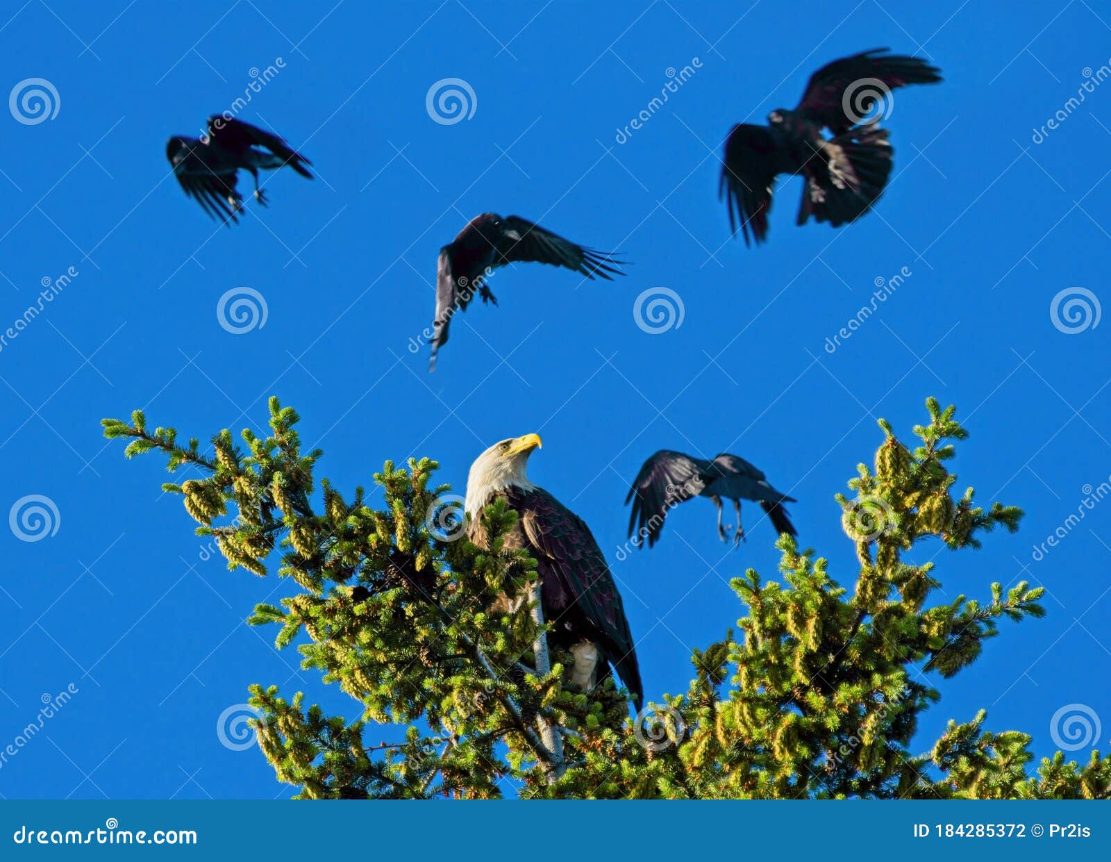 Bald eagle and crows stock photo. Image of black, skies - 184285372