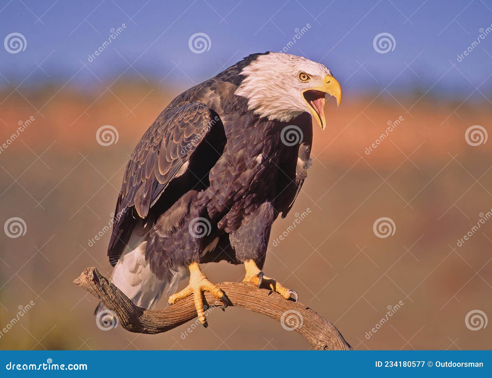 Bald eagle cry stock image. Image of plumage, bird, call - 234180577