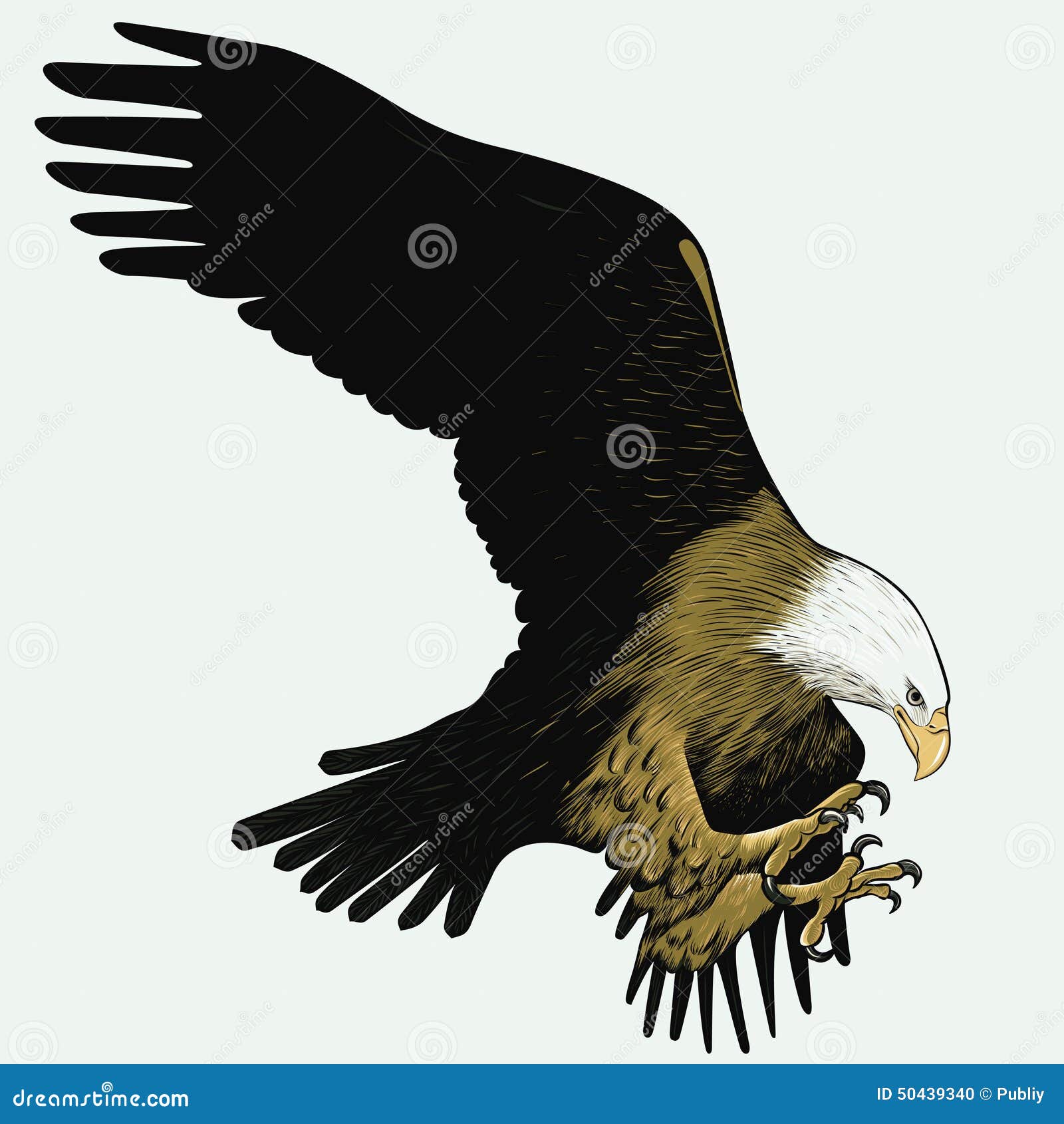 Charming Bald Eagle Vector Pictures