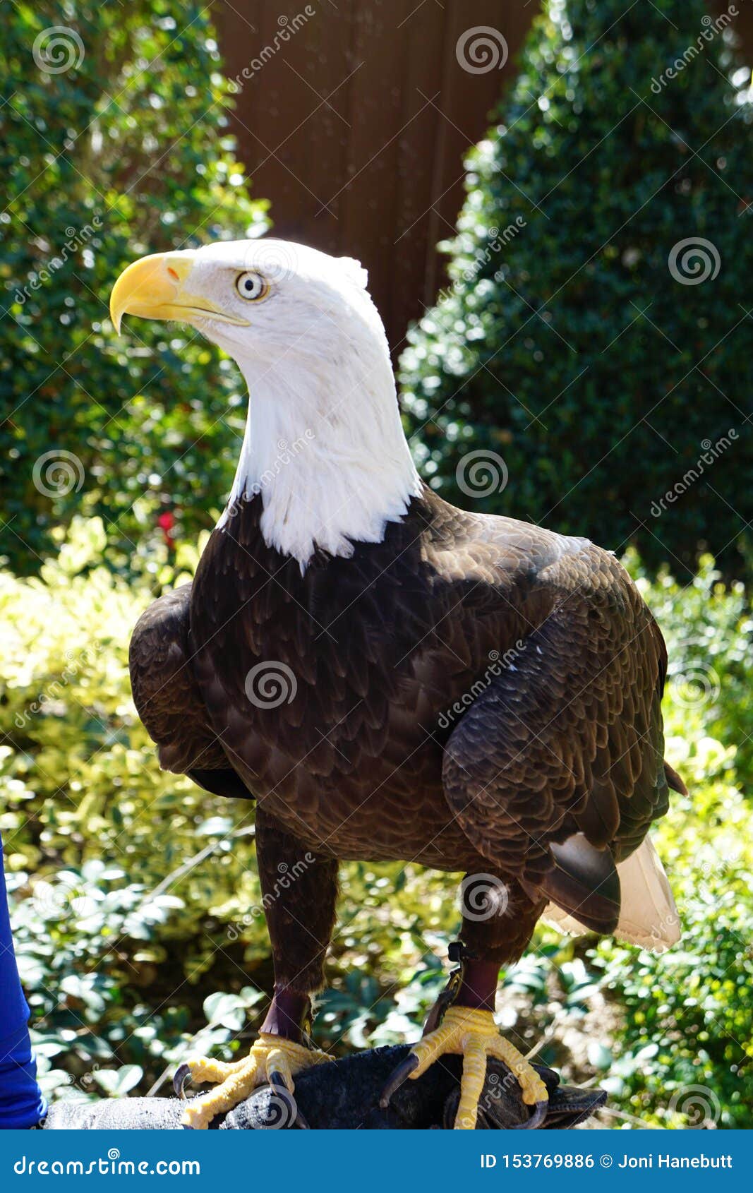 Bald Eagle at a zoo stock photo. Image of flight, beak - 153769886