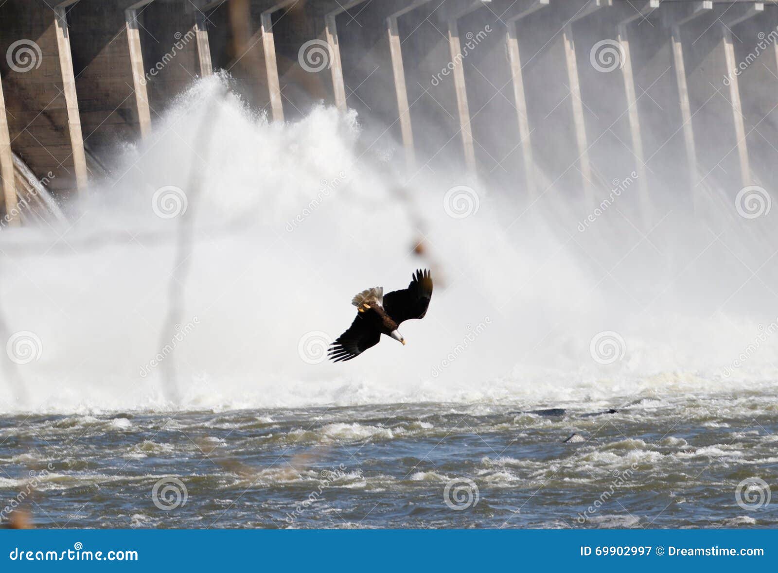 Bald Eagle Diving for Dinner Stock Image - Image of water, eagle: 69902997