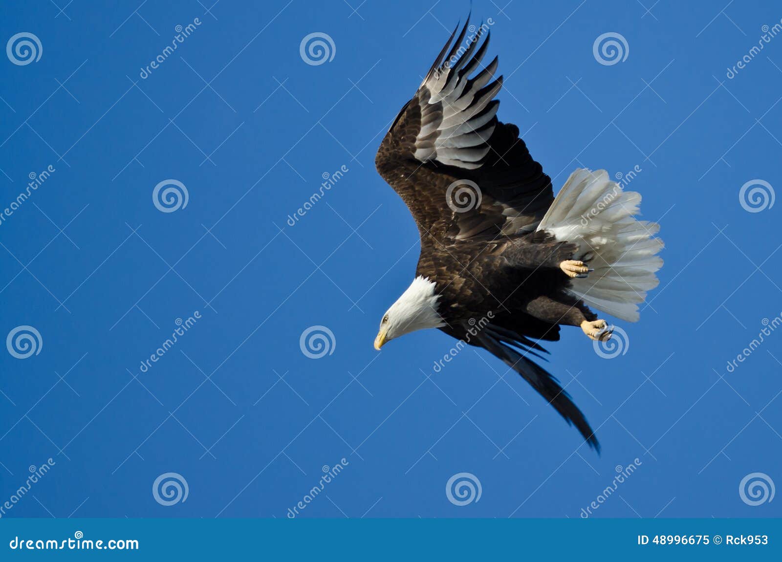 Bald Eagle Diving after Prey Stock Image - Image of wing, hunting: 48996675