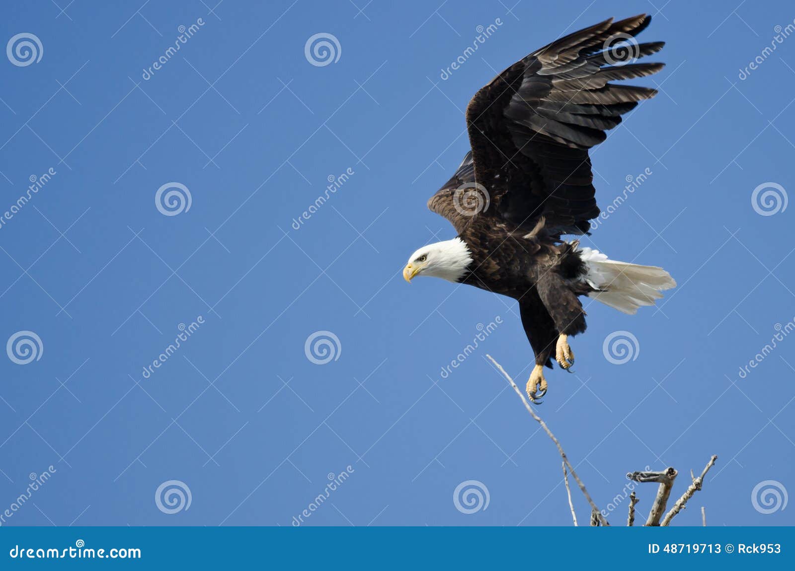 Bald Eagle Diving after Prey Stock Image - Image of wing, tail: 48719713