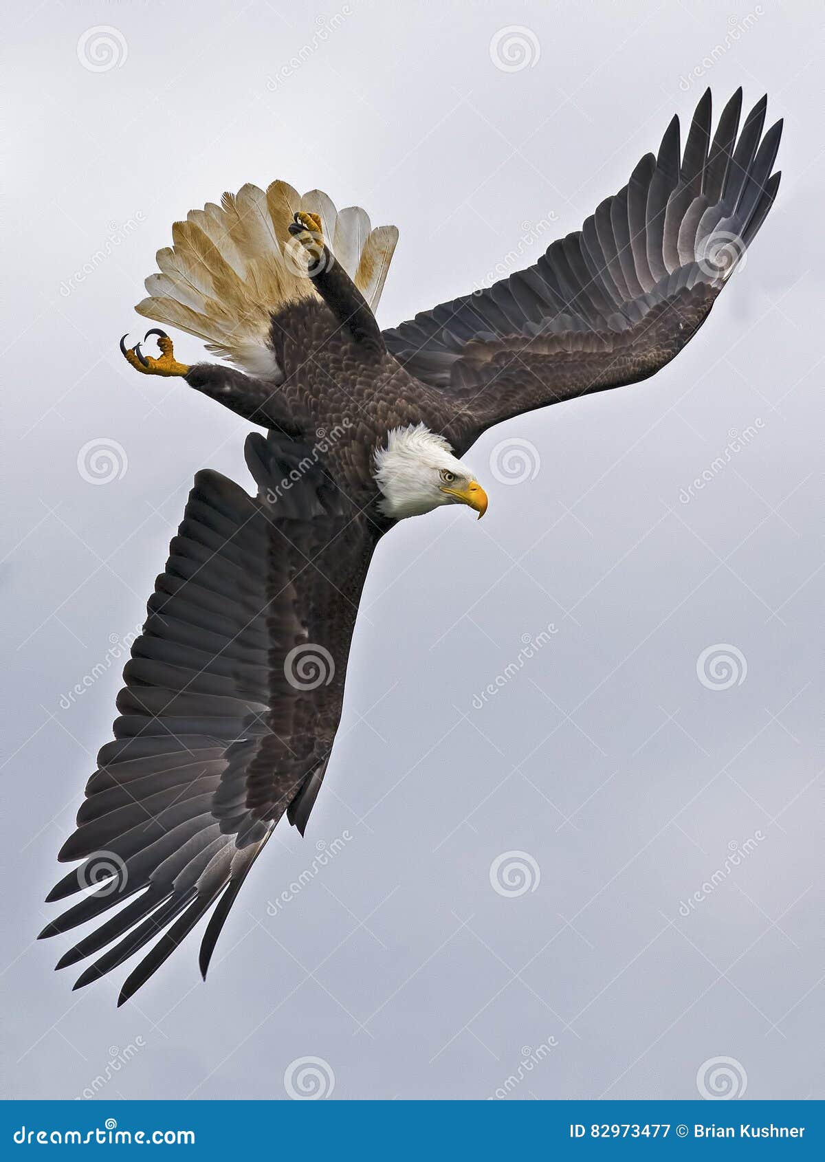 Bald Eagle Diving stock image. Image of eagle, king, leucocephalus ...