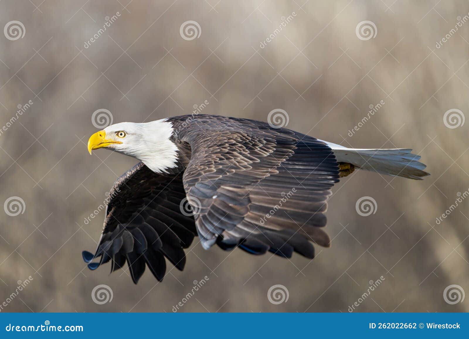 Bald Eagle in Dover Tennessee Stock Photo - Image of beak, fauna: 262022662