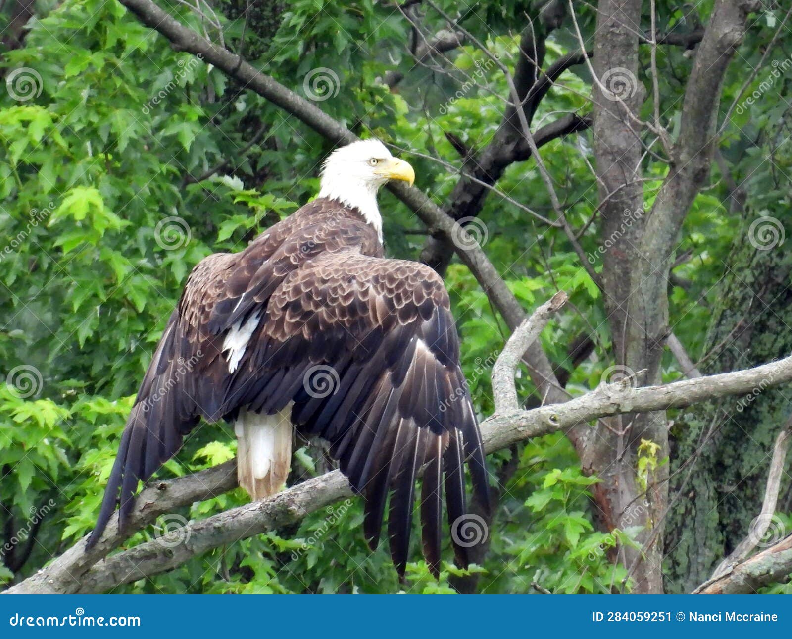 Bald Eagle Drying Wet Feathers while Sitting High in Tree Stock Image - Image of accipitridae ...