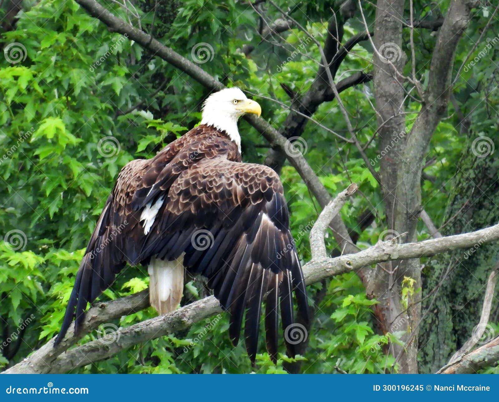 Bald Eagle Drying Out His Wet Feathers Stock Image - Image of ...