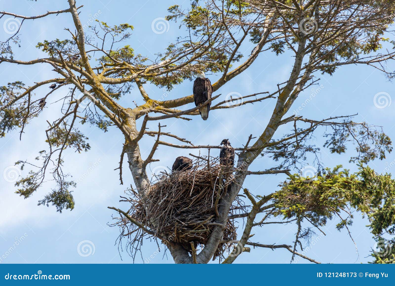 Bald eagle and eaglet stock image. Image of baby, bald - 121248173