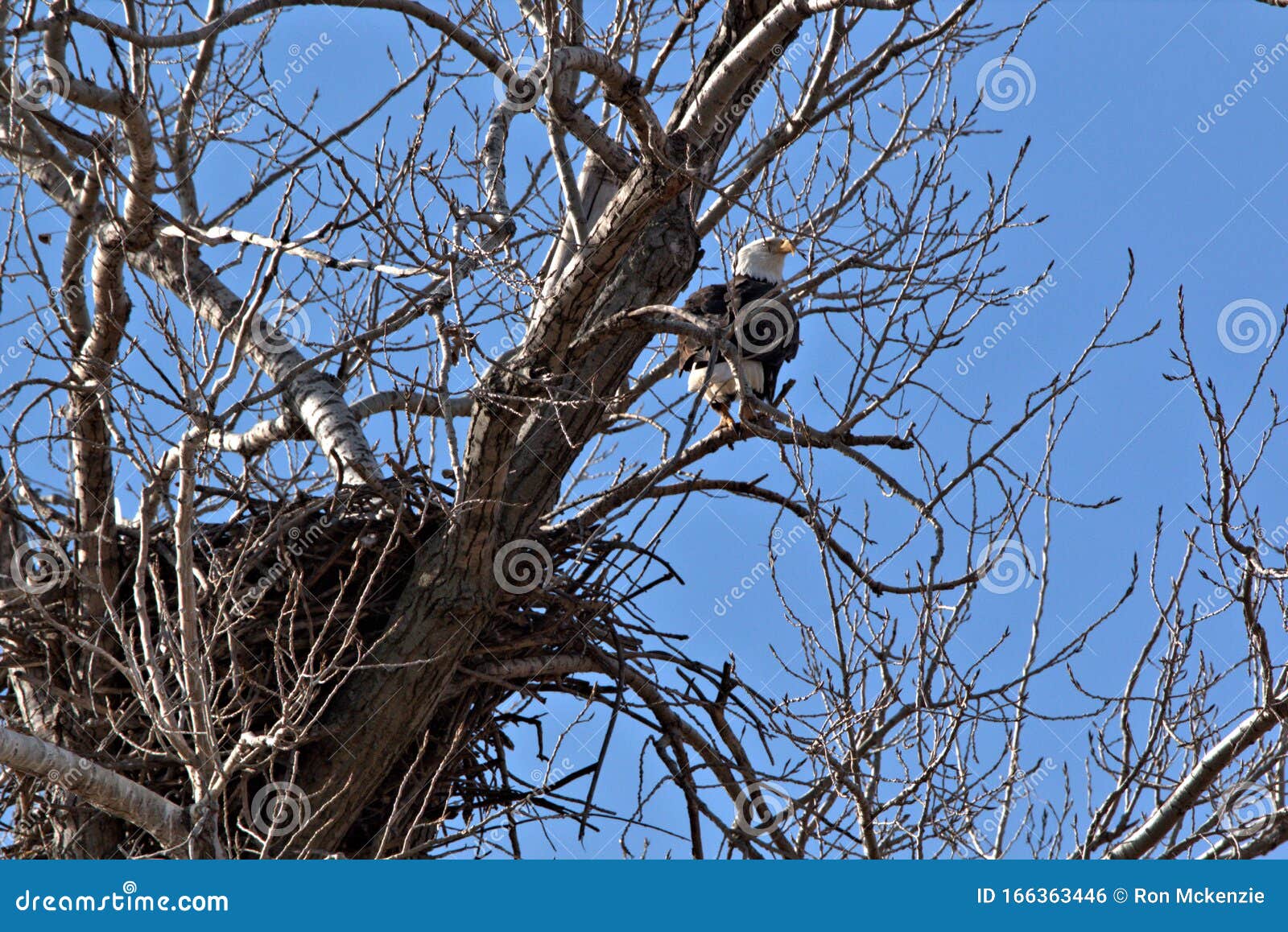 Bald Eagle in the Early Morning Stock Photo - Image of north, eaglet ...