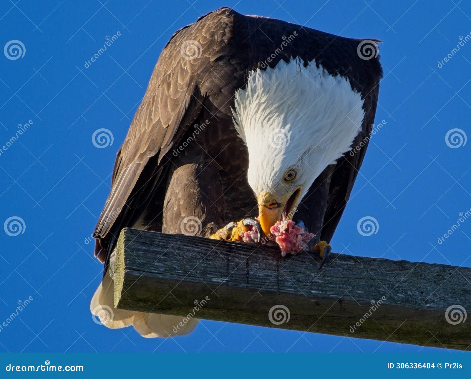 Bald Eagle eating its prey stock photo. Image of wing - 306336404