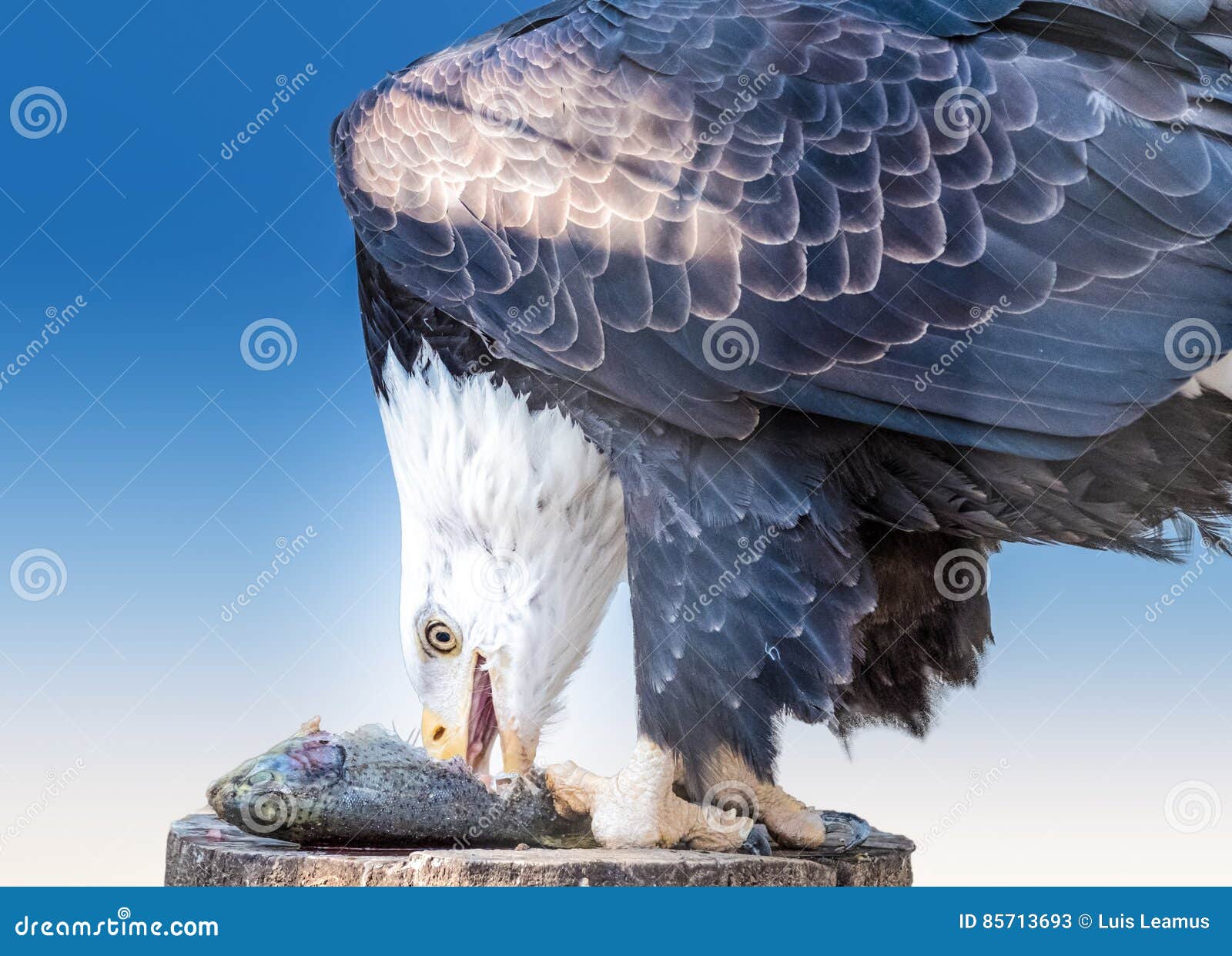 Bald Eagle eating salmon stock image. Image of african - 85713693