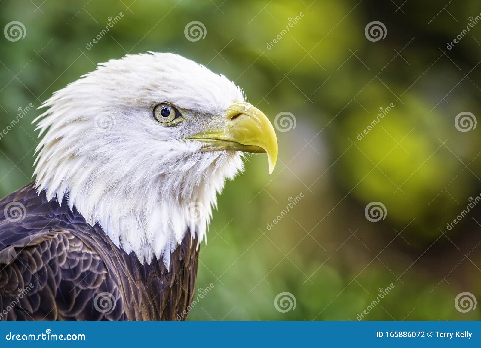 Bald eagle stock photo. Image of ornithology, head, face - 165886072